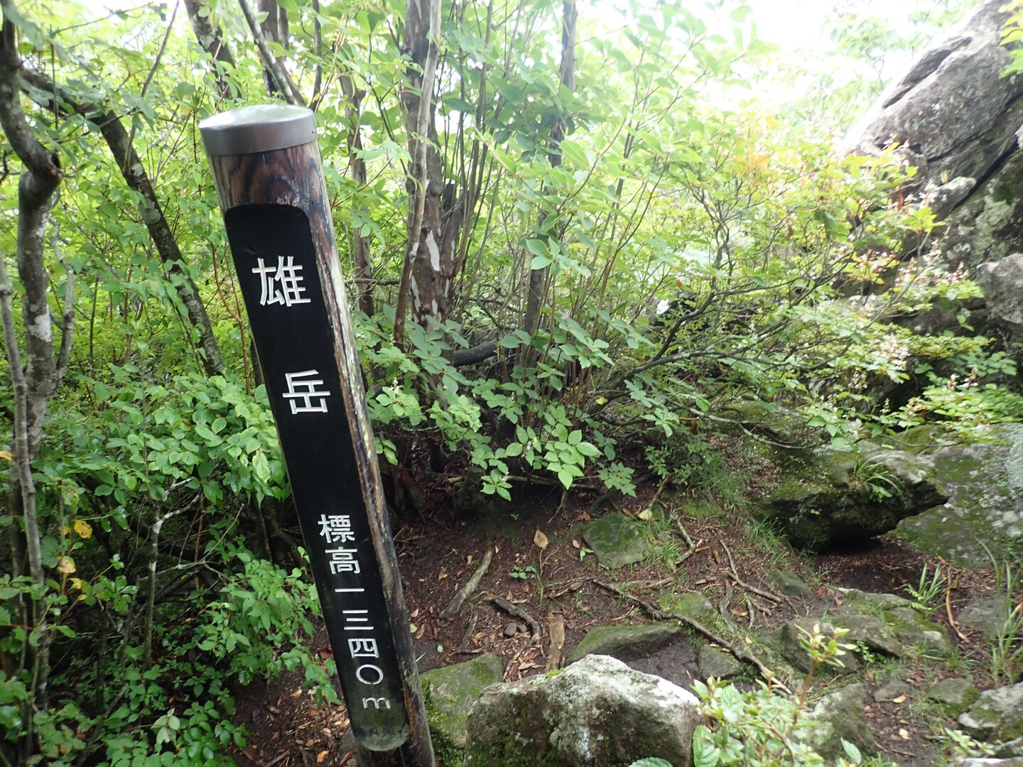 お初です レンゲショウマとイワタバコ 二ッ岳(雌岳)・二ッ岳（雄岳） / hem2さんの榛名山・天狗山・天目山の活動データ | YAMAP / ヤマップ