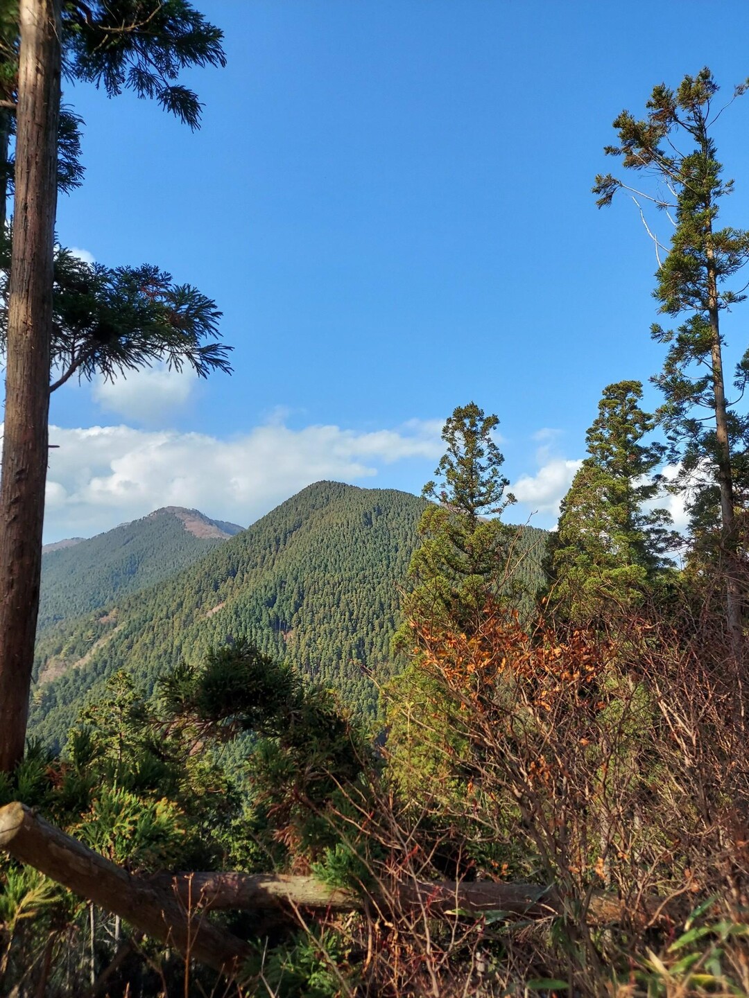 稜線繋ぎ梅ヶ市登山口から青滝山20221112ソロ日帰り / 鬼龍さんの石鎚山・堂ヶ森・二ノ森の活動データ | YAMAP / ヤマップ