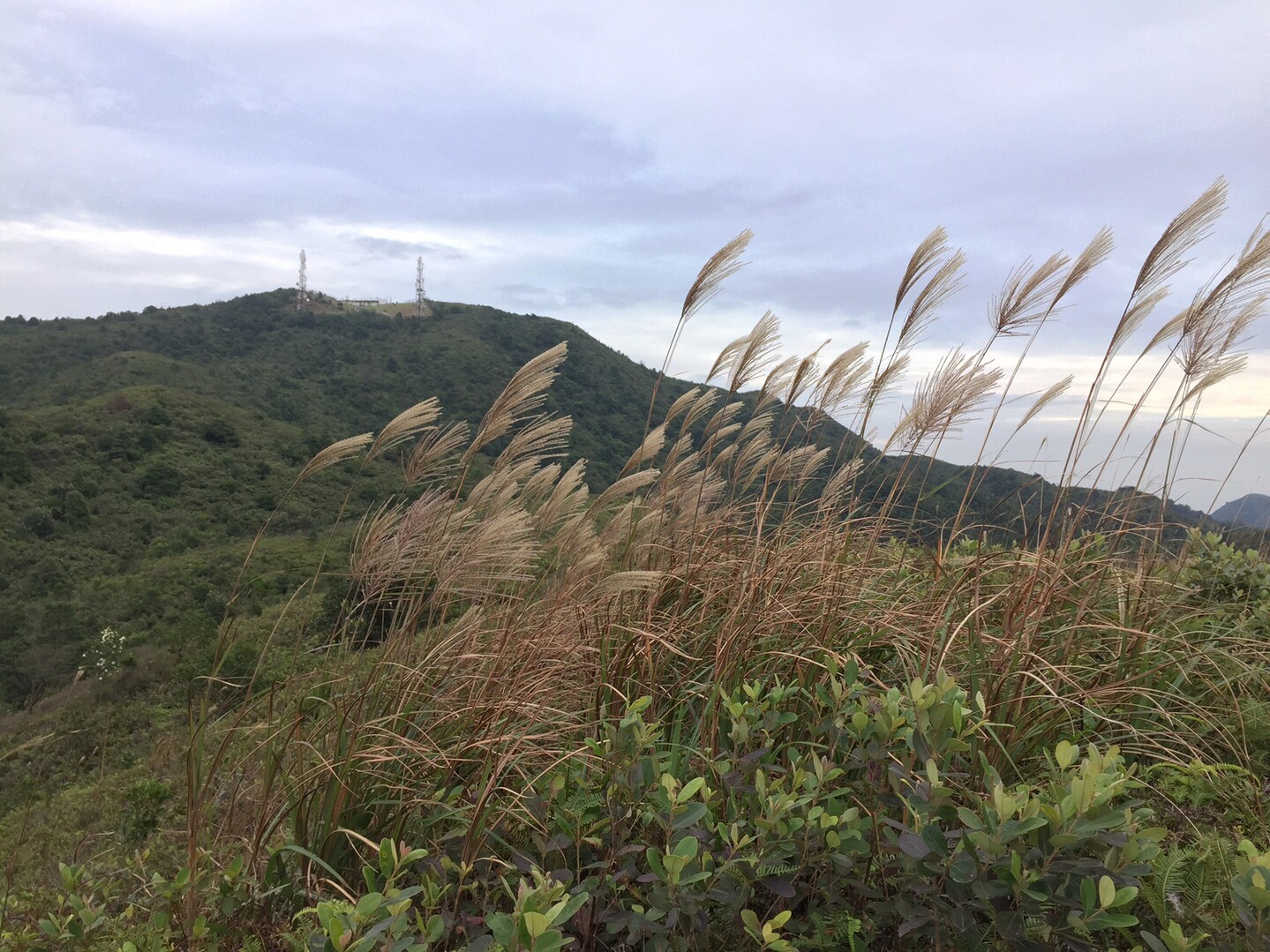 20201114 西貢・石屋山 / Eno-chanさんのマクリホース・トレイルの活動データ | YAMAP / ヤマップ