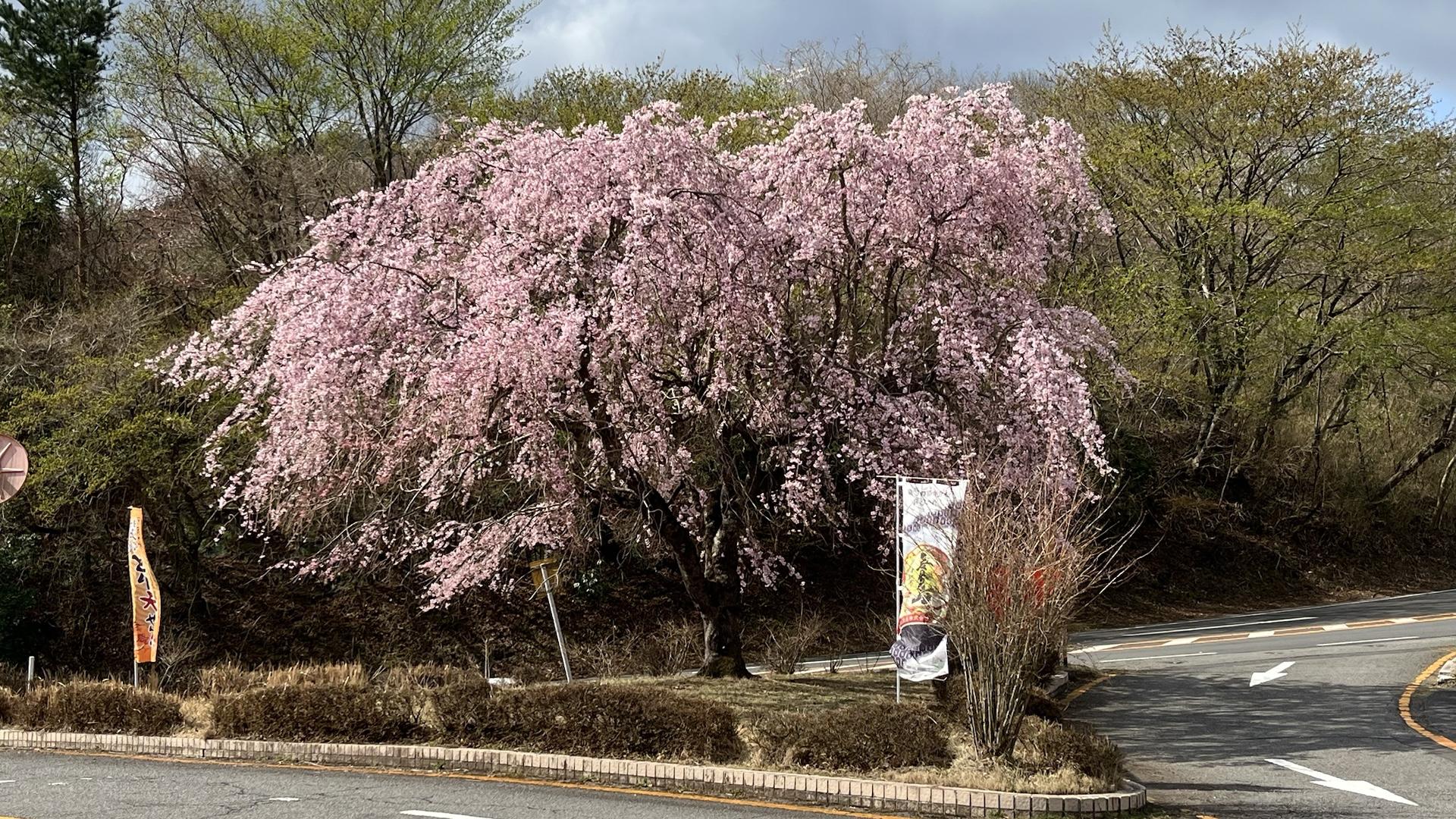 鶴見岳 / ARAIさんの由布岳・鶴見岳の活動データ | YAMAP / ヤマップ