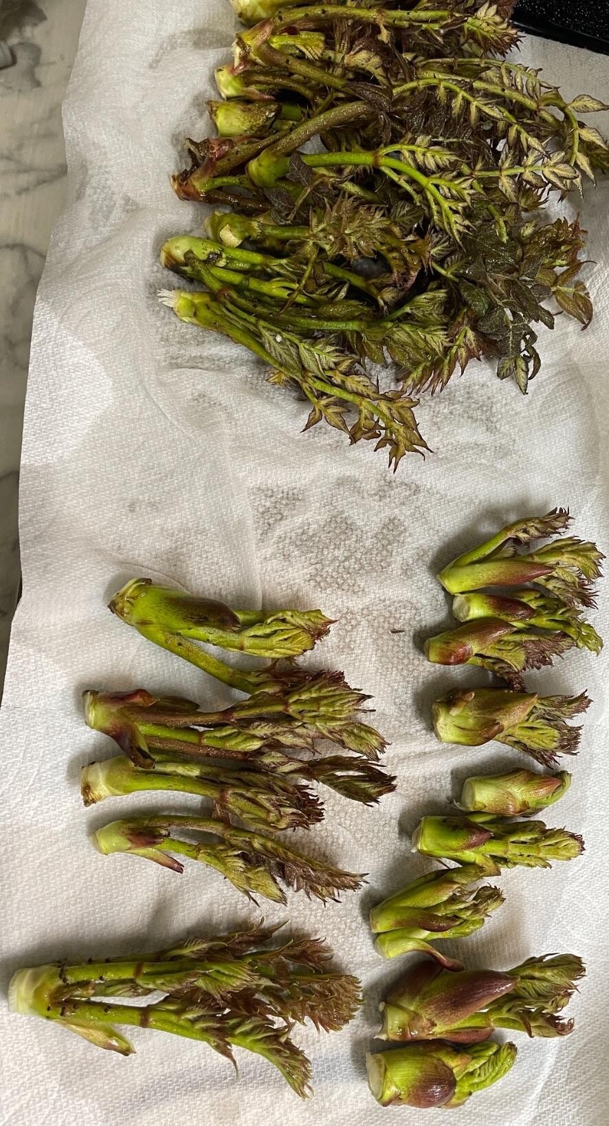 春は大忙し💦 タラの芽、潮干狩り ワラ... / ISOさんのモーメント | YAMAP / ヤマップ