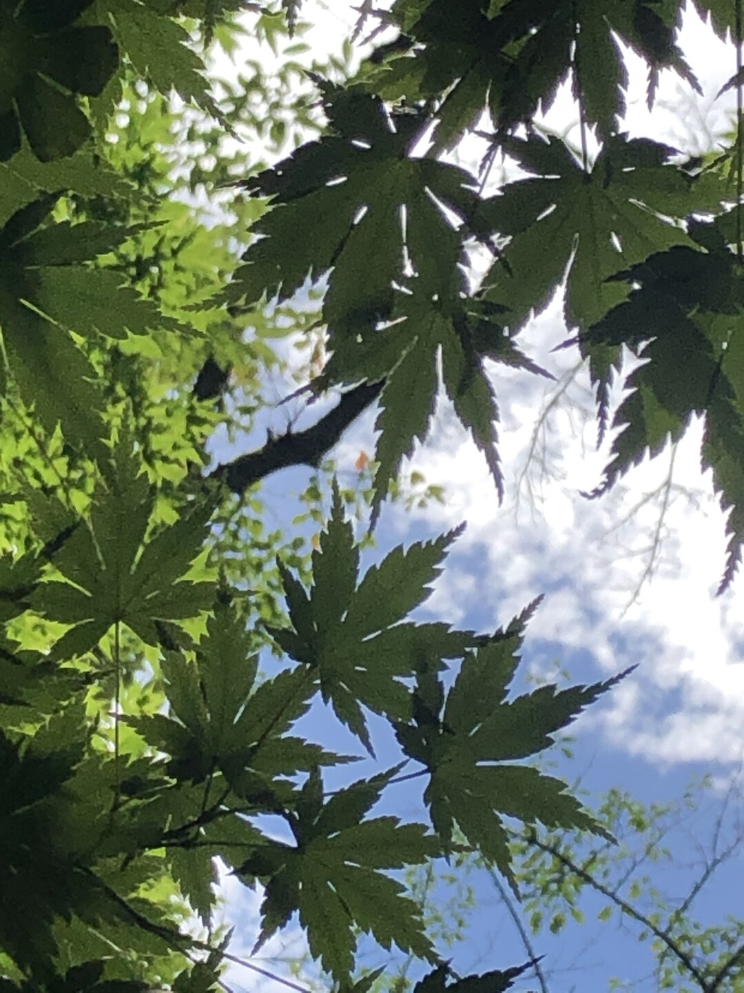 昨日は夏休み日和🌤 今日は土砂降り☔️... / Kana-2ndさんのモーメント | YAMAP / ヤマップ