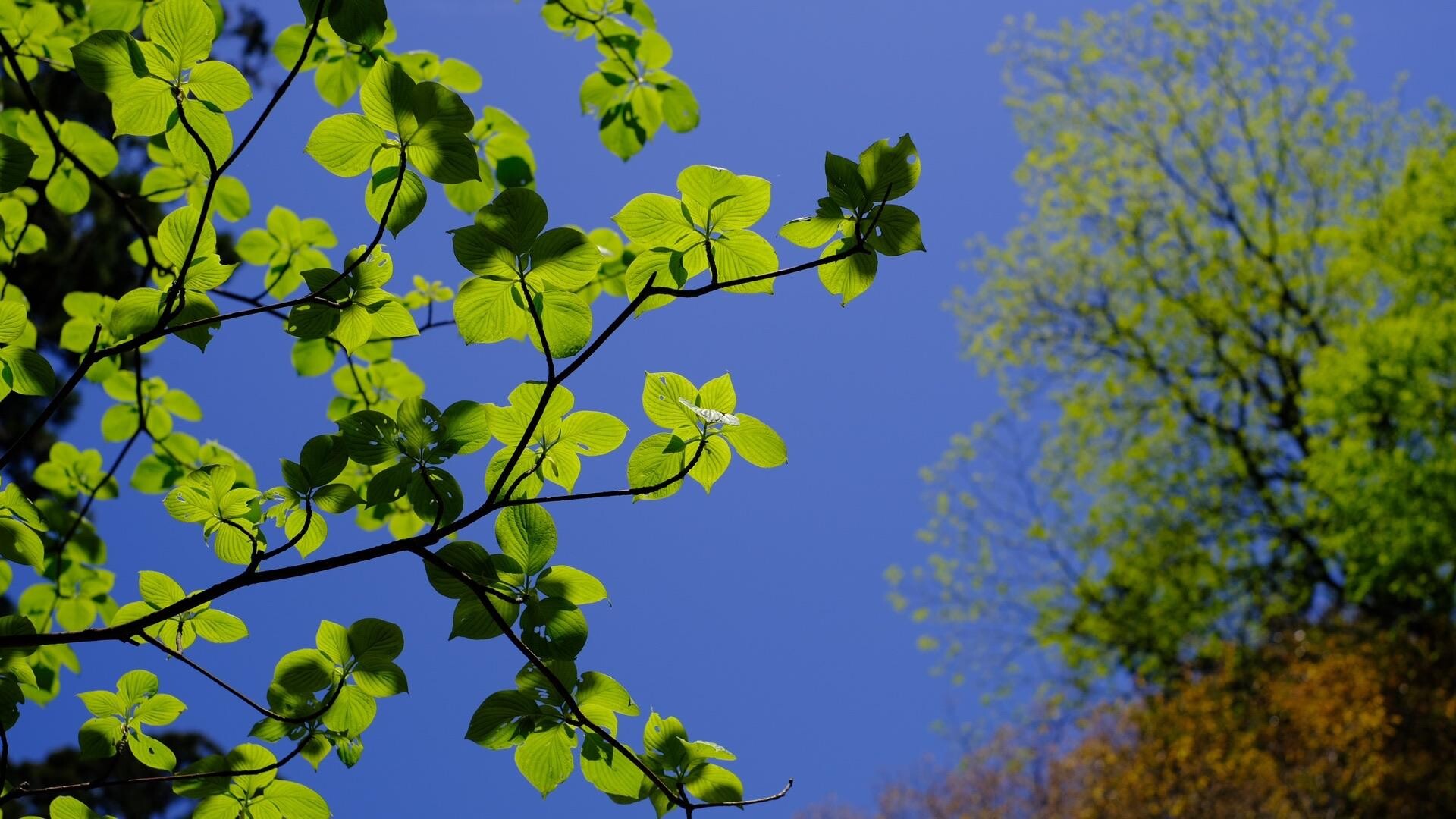 野登山・野登山（西峰） / Hira-kawaさんの入道ヶ岳・鎌ヶ岳・仙ヶ岳の活動データ | YAMAP / ヤマップ