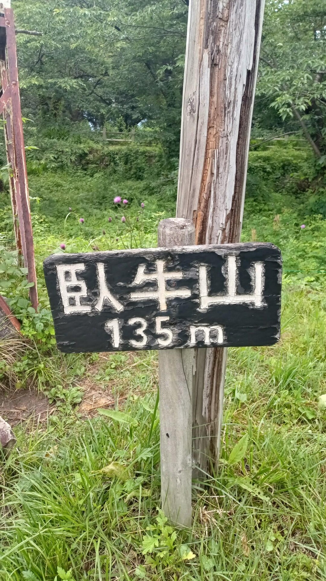 梅雨入りの臥牛山（お城山）🏯 / HUSTLERさんの村上市（村上地区）の活動データ | YAMAP / ヤマップ