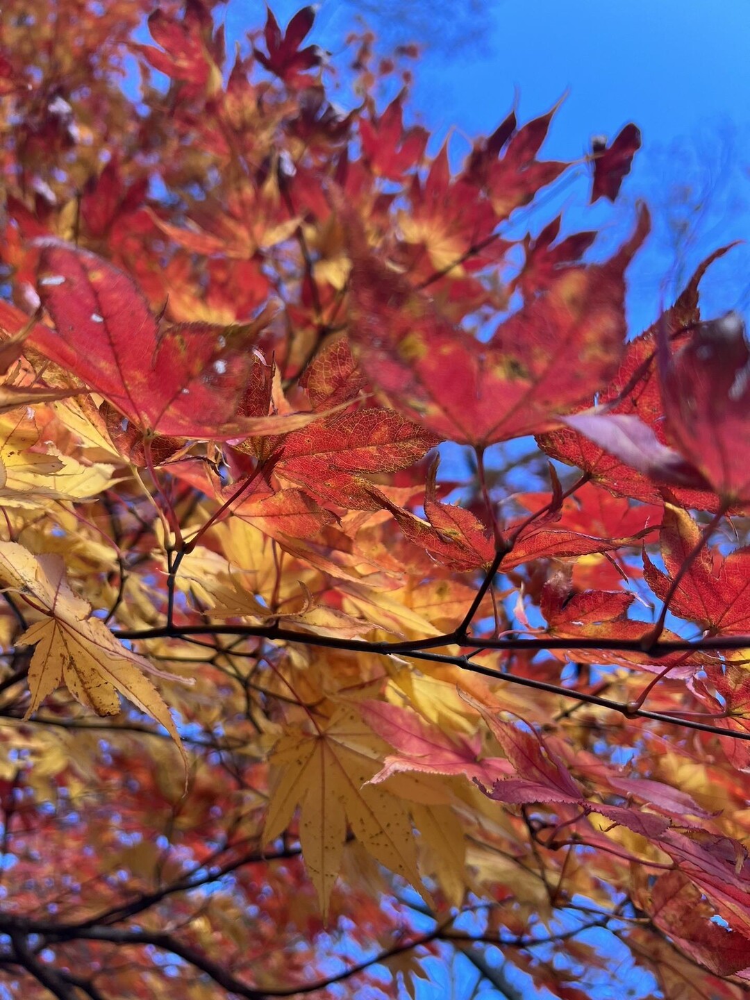 御岳山 / Hi-speed mentholさんの大岳山・御岳山・御前山の活動データ | YAMAP / ヤマップ