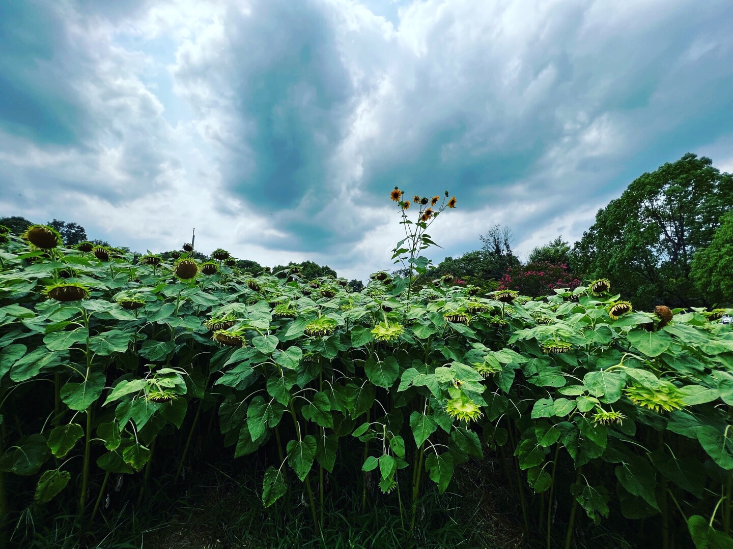 皆さんの投稿を見て🛵で馬見丘陵公園へ ... / kobuta さんのモーメント | YAMAP / ヤマップ