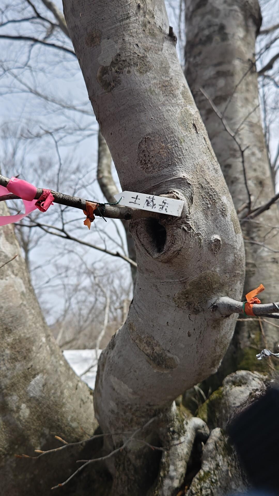 近江100山99/101 土蔵岳 / Maronさんの土蔵岳の活動データ | YAMAP / ヤマップ