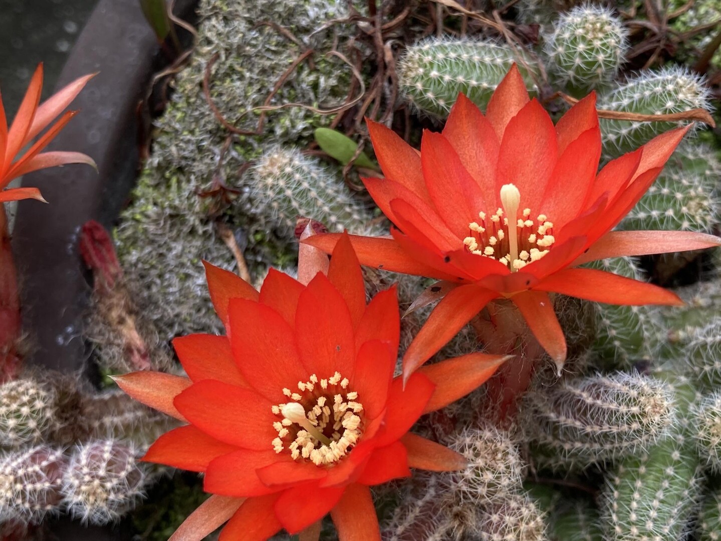 マイガーデン🪴 緑🟢の日（5月4日）... / hideさんのモーメント | YAMAP / ヤマップ