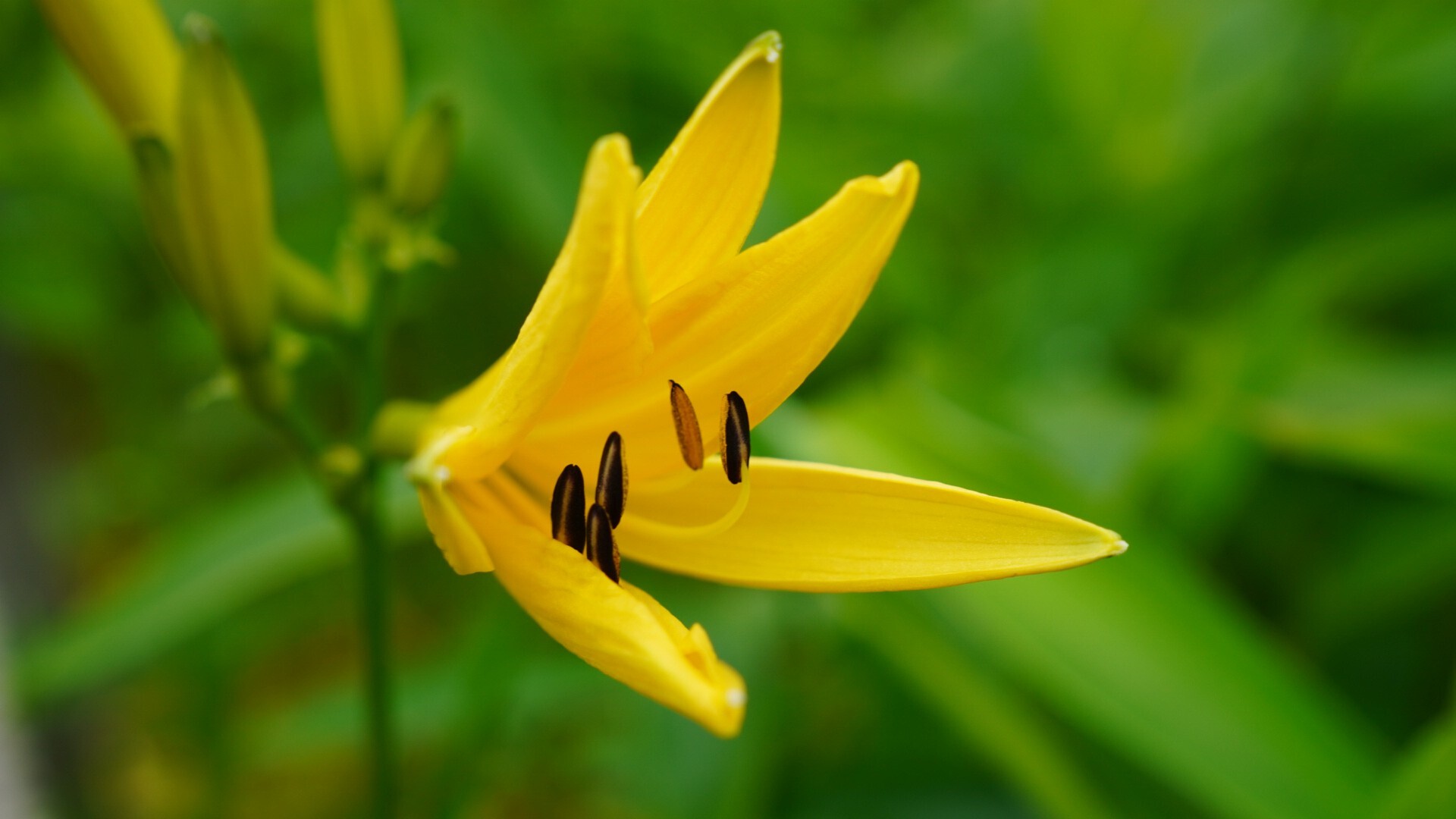 日光キスゲ 霧降高原ハイキング / クボリン 1123226さんの女峰山・赤薙山・大真名子山の活動データ | YAMAP / ヤマップ