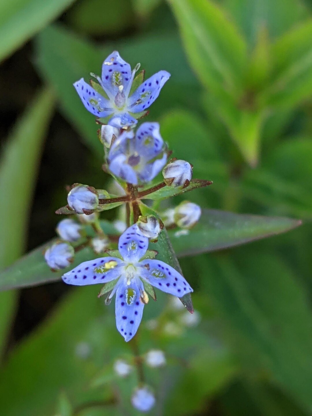 八方尾根 ハッポウタカネセンブリ お花が... / YOLOさんのモーメント | YAMAP / ヤマップ