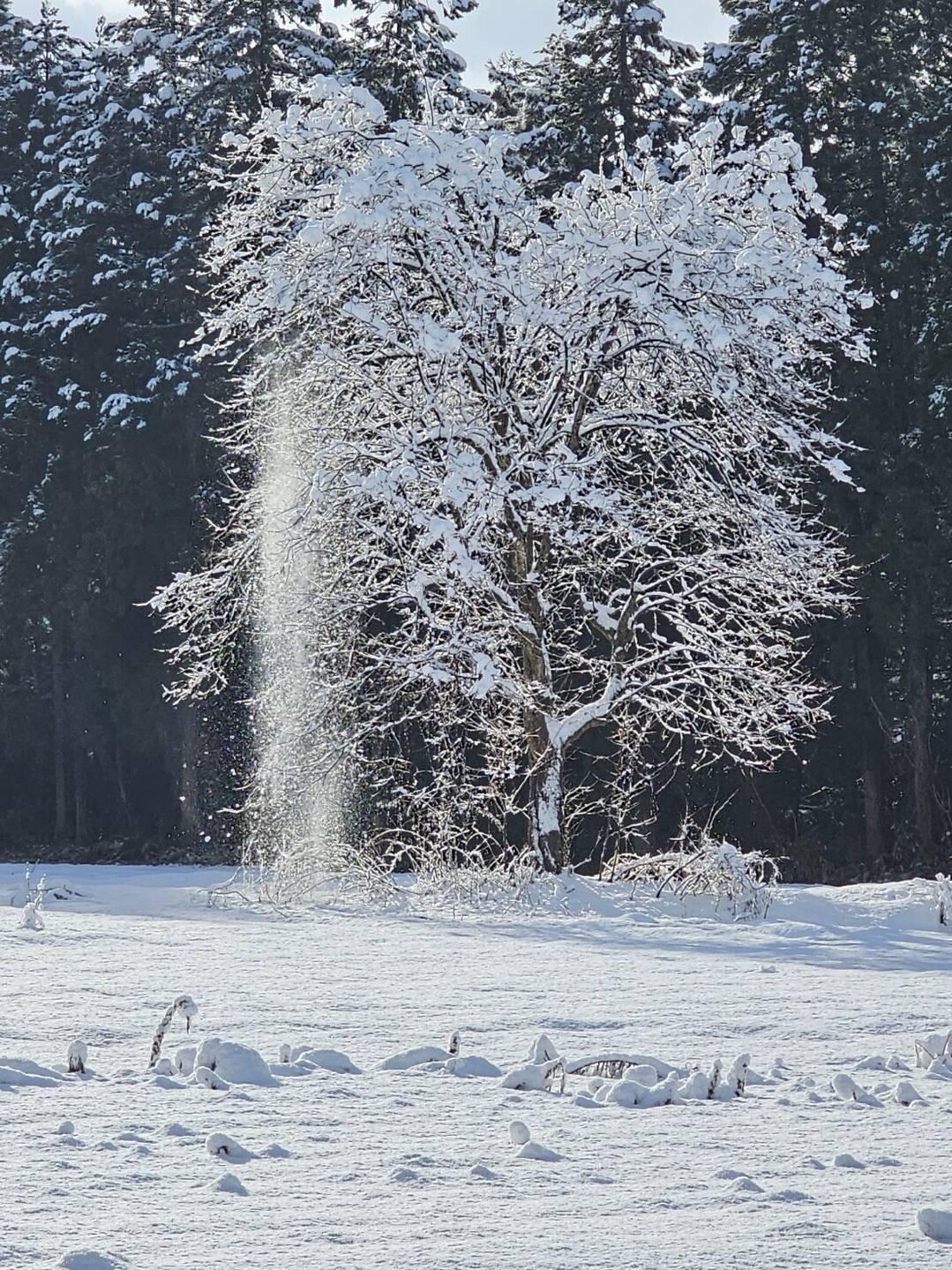 寒々をどうぞ💙🤍🩵 #上市町 #内... / おおかみこどもの森づくりさんのモーメント | YAMAP / ヤマップ
