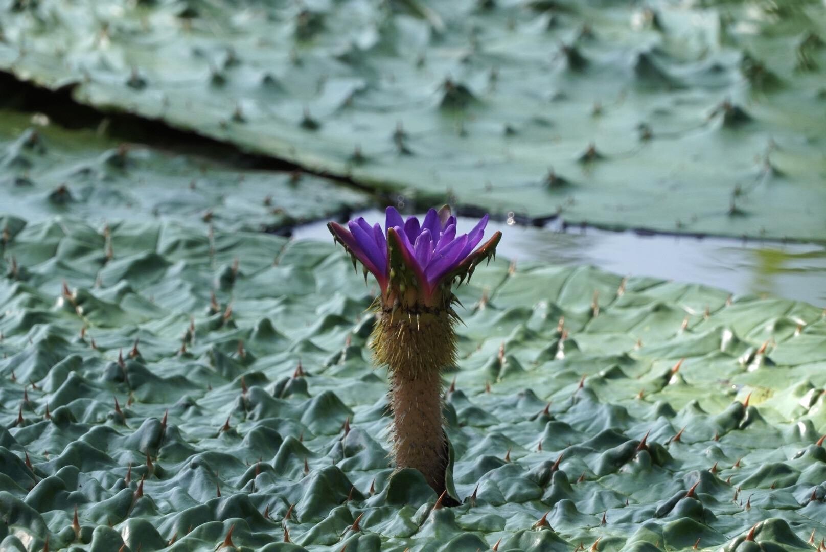福島潟のオニバスが咲き始めました🪷 水... / rirunaoさんのモーメント | YAMAP / ヤマップ