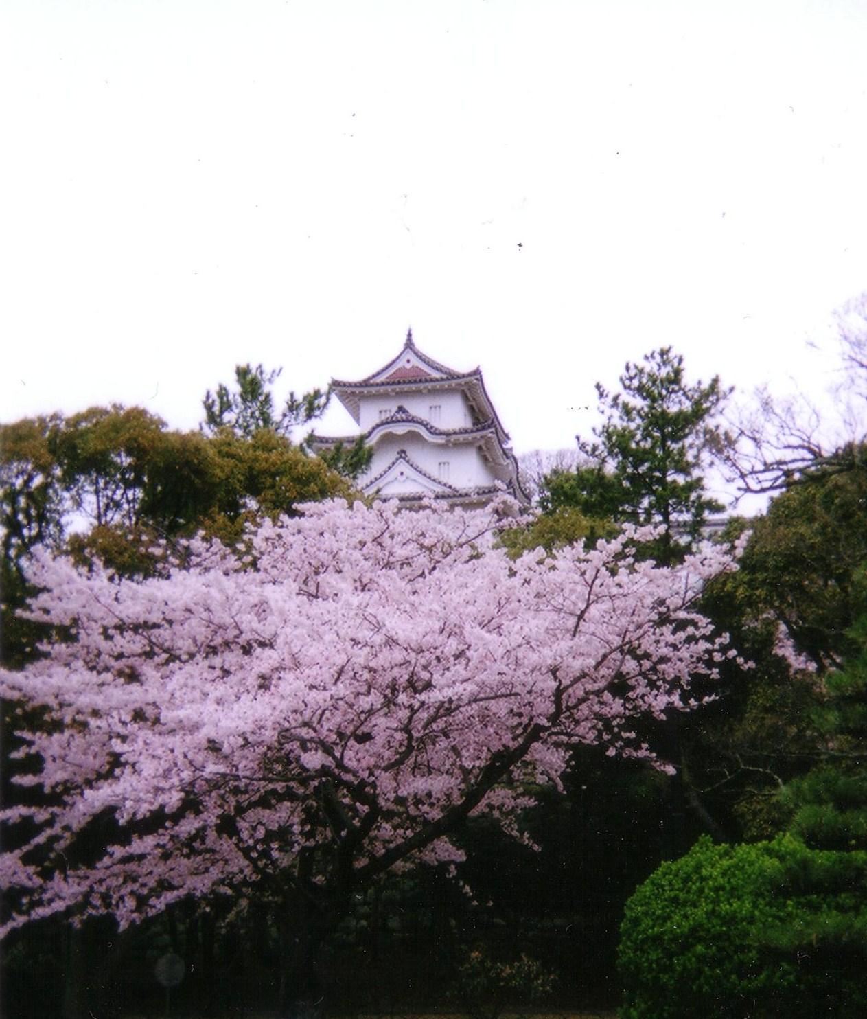 ふりかえり【番外編】明石城跡 2012.... / とっくるの？さんのモーメント | YAMAP / ヤマップ