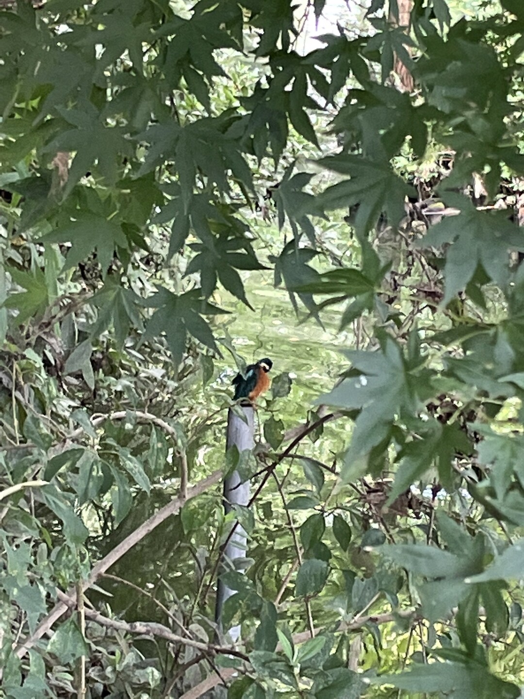 井の頭公園にて。 台風の来る前に朝ランし... / yukodamaさんのモーメント | YAMAP / ヤマップ