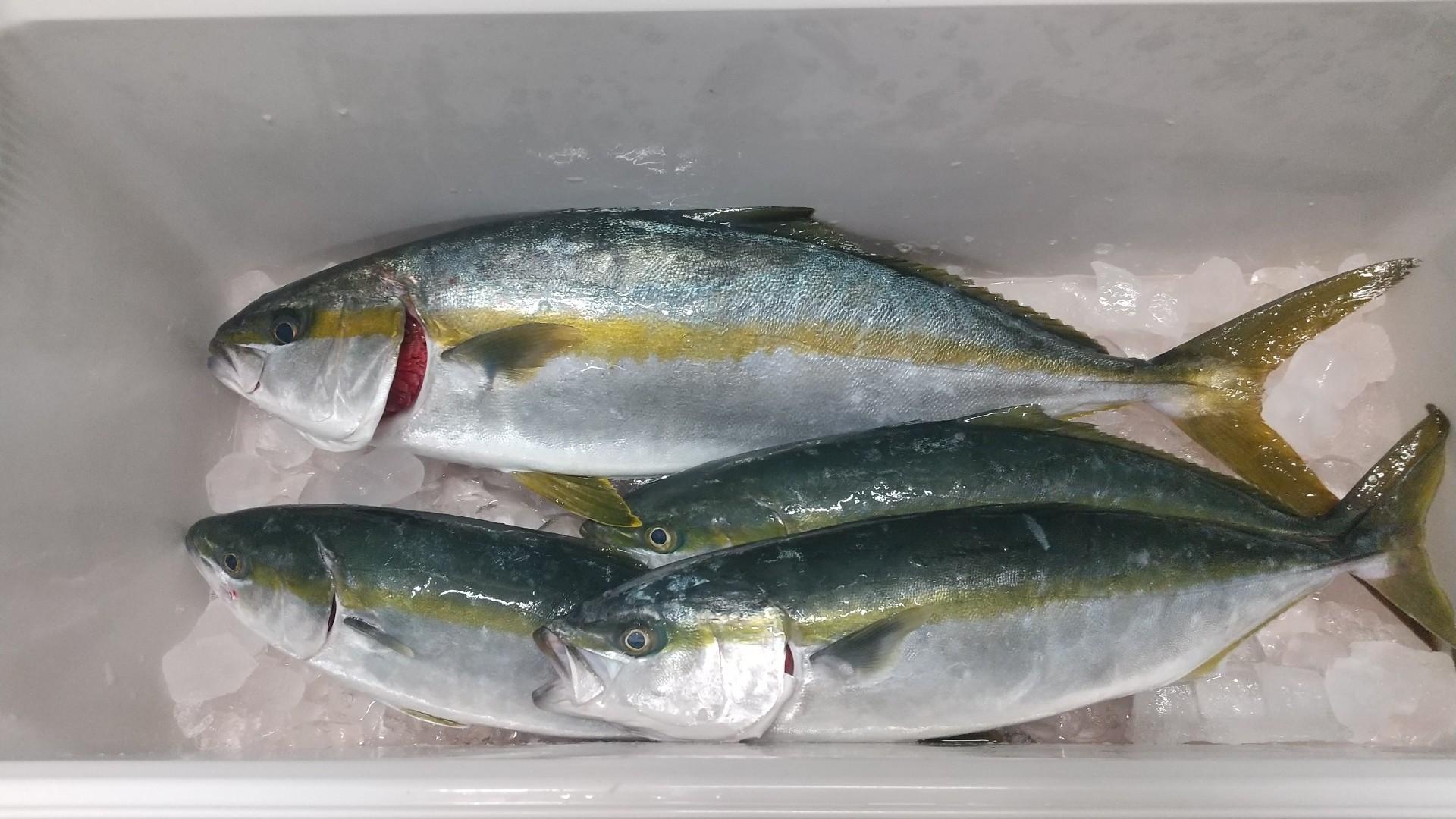 初モーメント投稿🔰 梅雨入り前の貴重な... / shiroさんのモーメント | YAMAP / ヤマップ