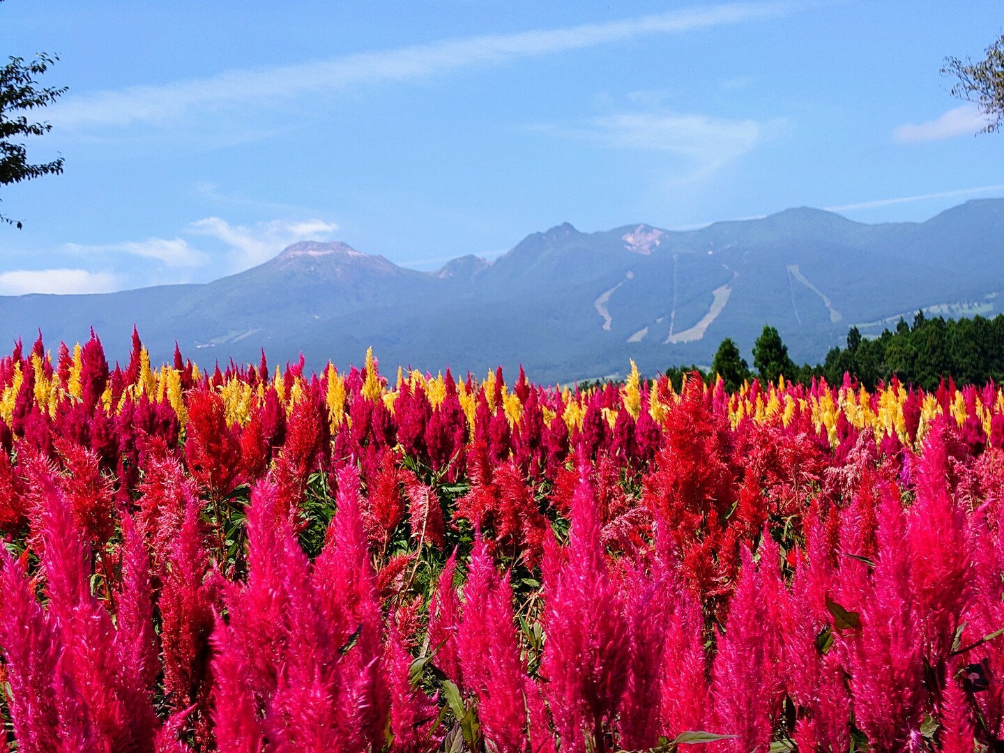 🥀那須フラワーワールド🥀に ケィト... / G-DRAGONさんのモーメント | YAMAP / ヤマップ