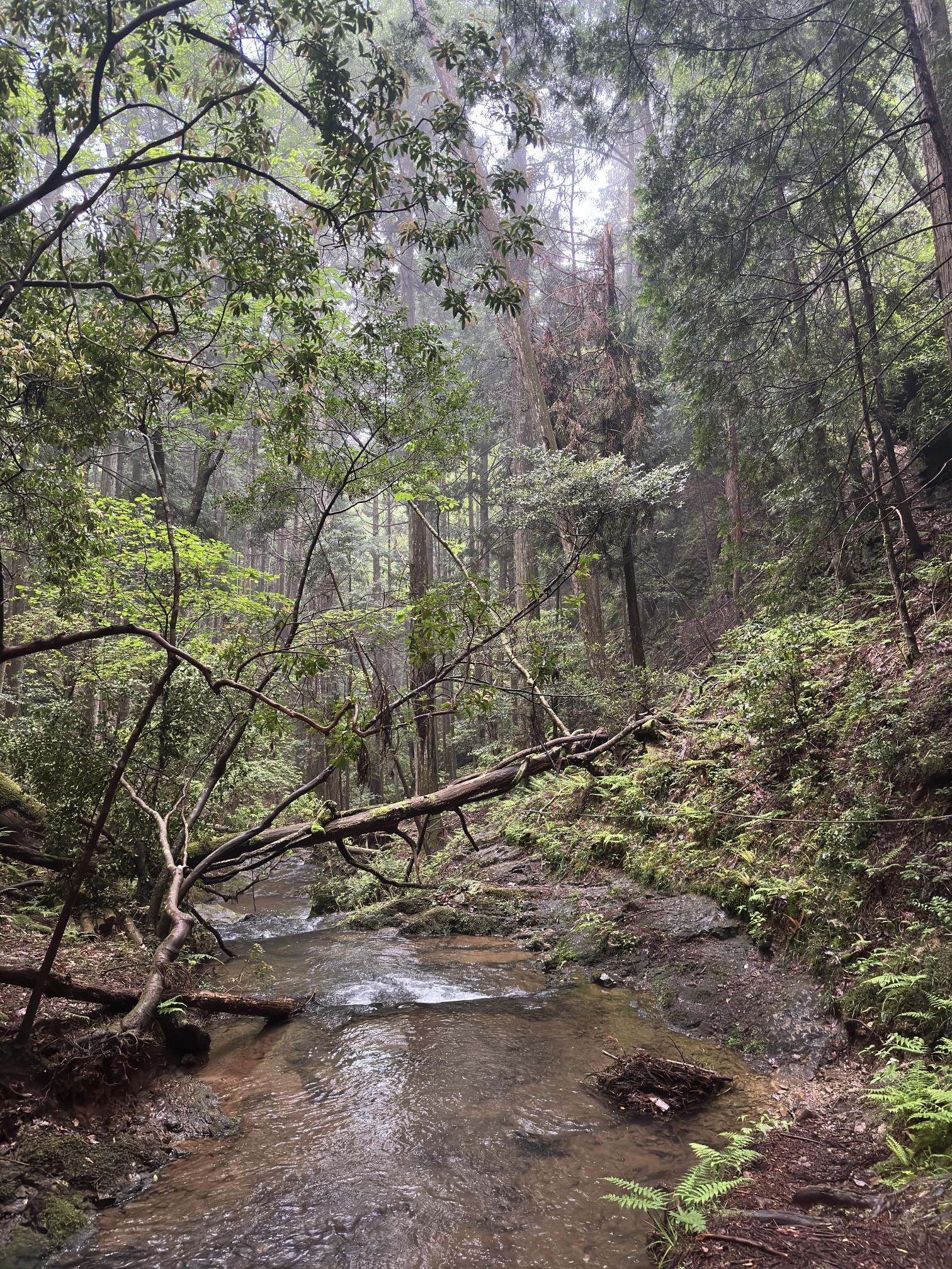 京北トレイル / god-yakuさんの京北トレイル（黒尾山・天童山）の活動データ | YAMAP / ヤマップ