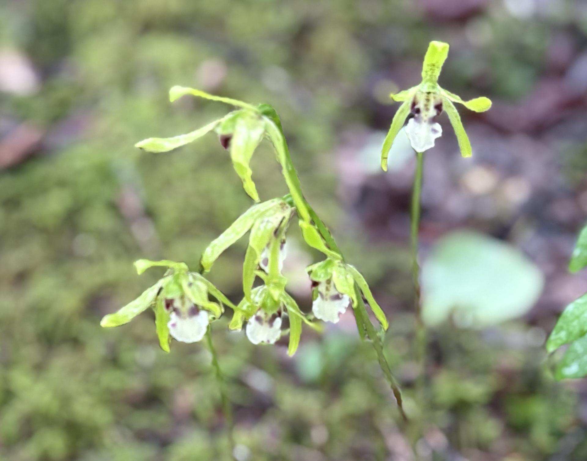 雨の入笠山 / skipさんの入笠山の活動データ | YAMAP / ヤマップ