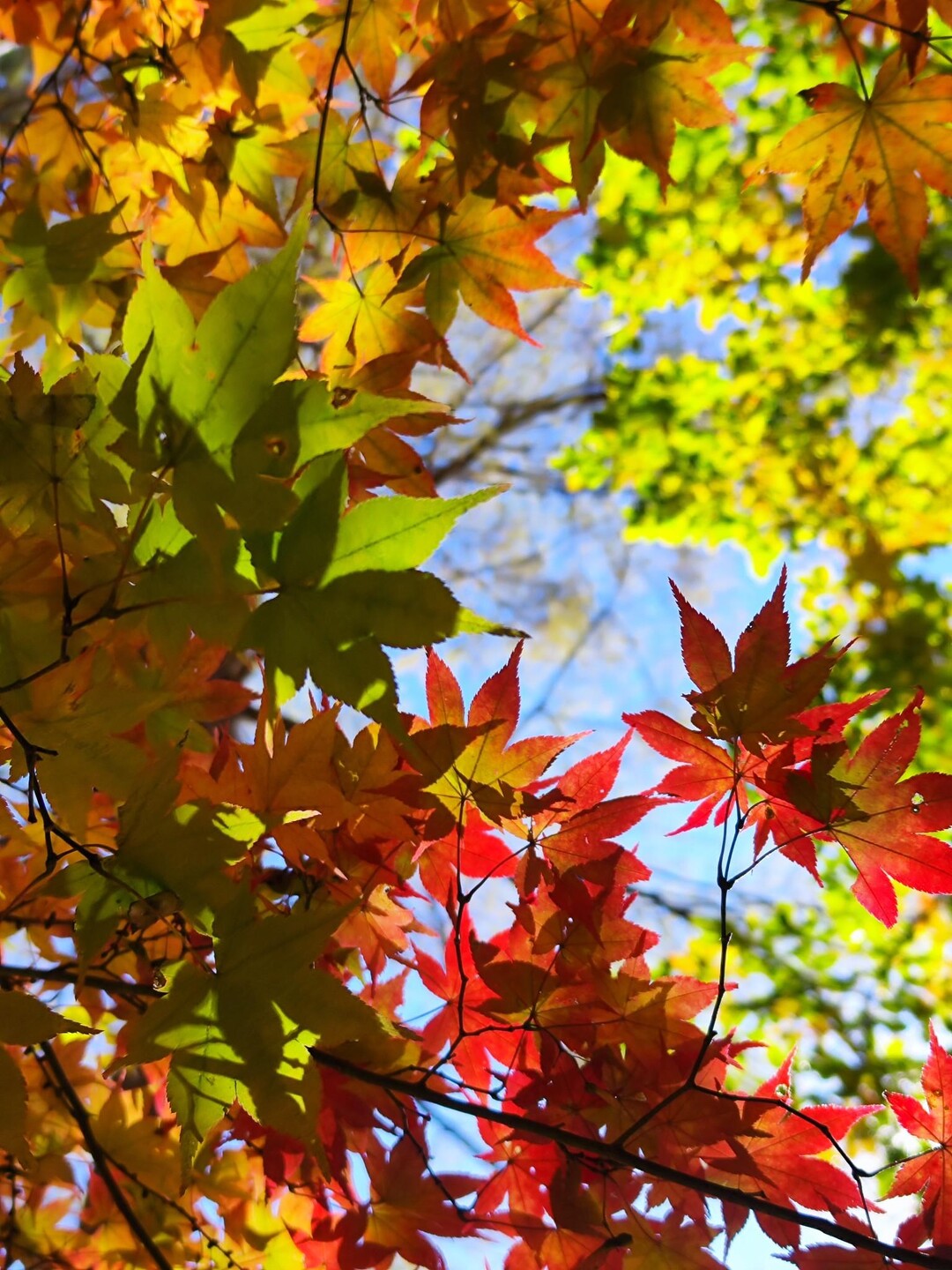 御座山🍡 / sarryさんの御座山の活動データ | YAMAP / ヤマップ