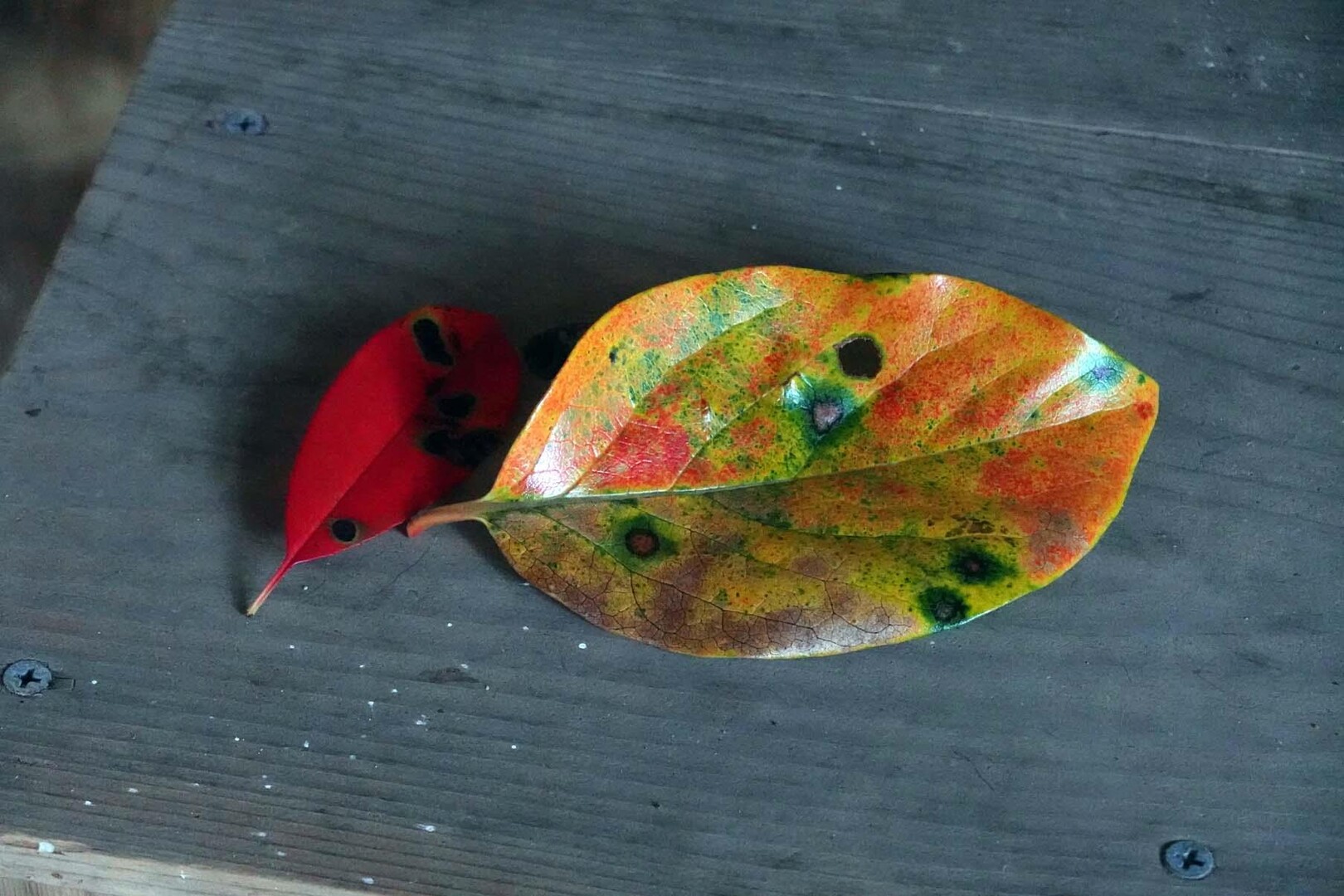 034成就山88ヶ所（101～104）順逆順逆 / 青安平さんの京都一周トレイルの活動データ | YAMAP / ヤマップ