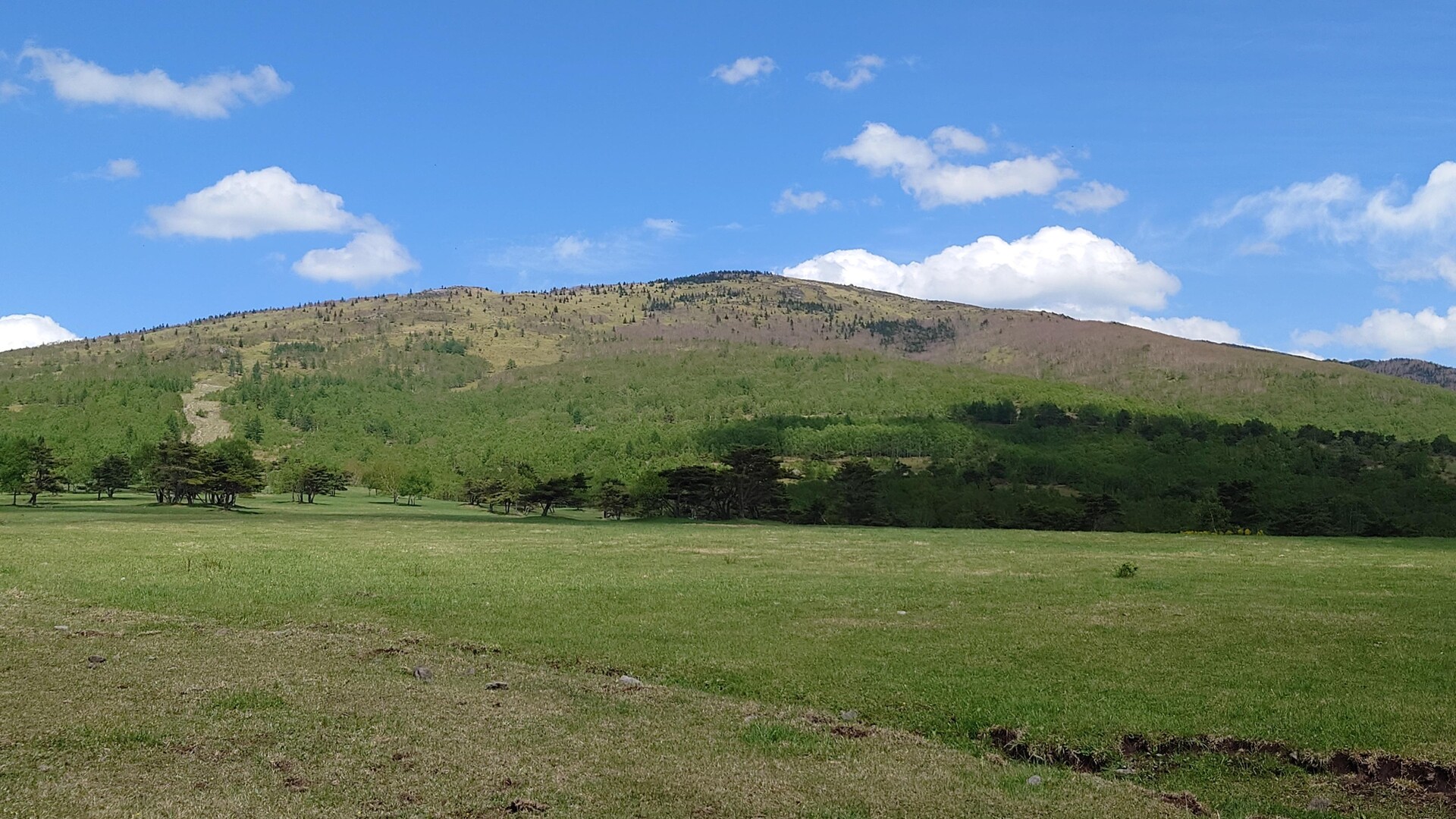 隙間時間に花の百名山 根子岳 / Paulさんの四阿山・根子岳の活動データ | YAMAP / ヤマップ