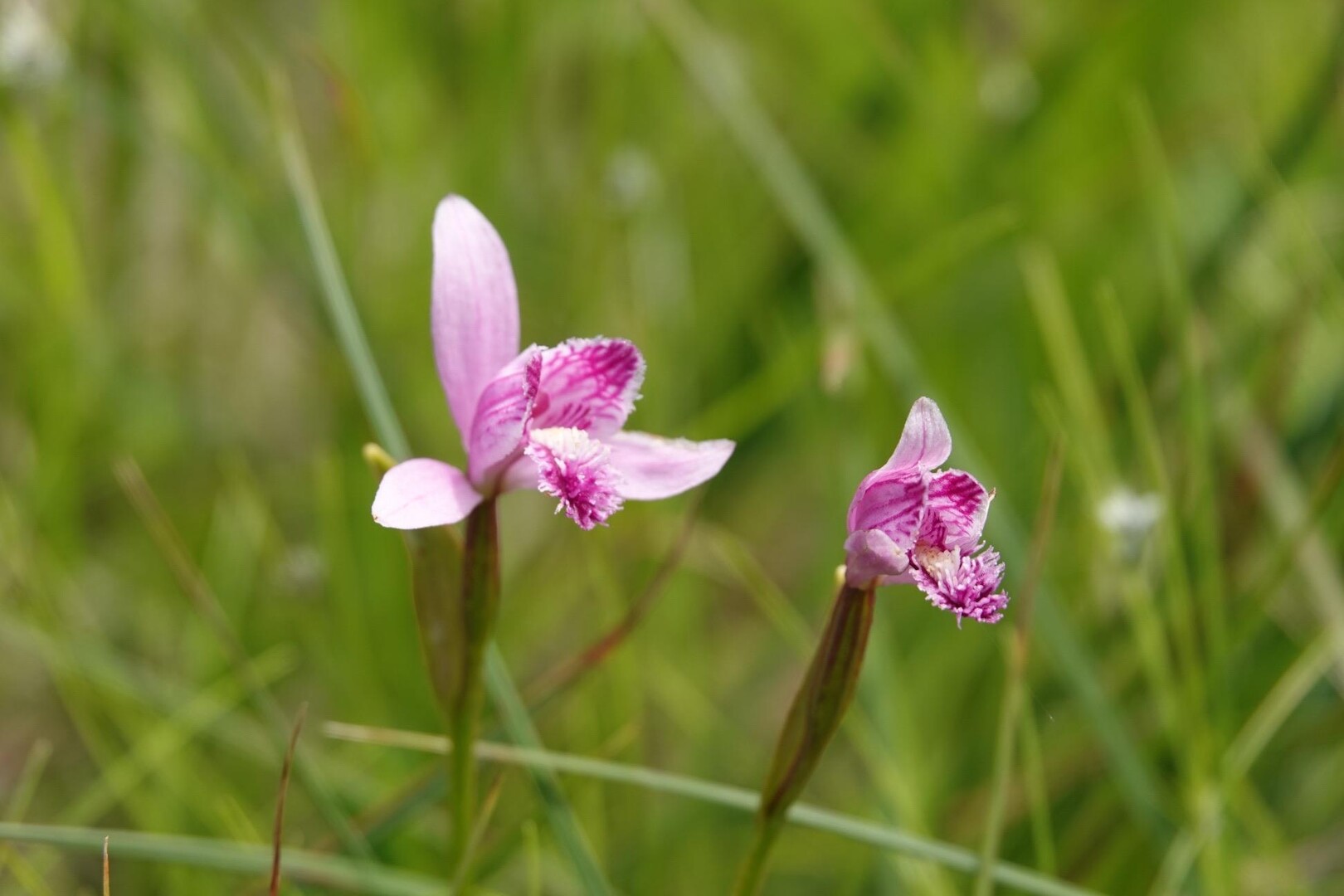 浮島湿原 / E-myさんの天塩岳の活動データ | YAMAP / ヤマップ