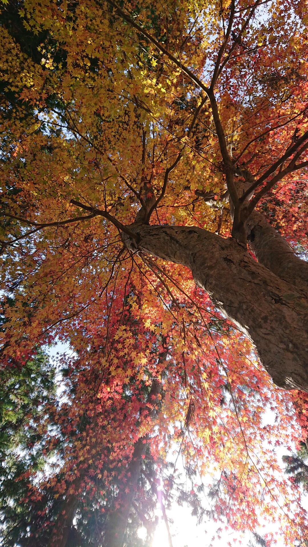 温泉♨️付き低山ハイク🚶矢倉山 / erikoさんの千葉山・白岩寺山の活動データ | YAMAP / ヤマップ
