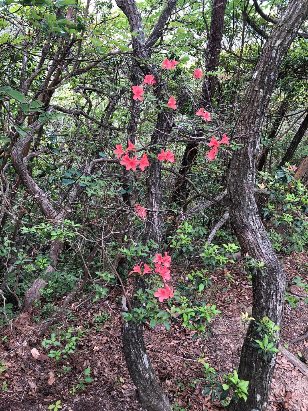 J.Mさんの投稿したフィールドメモ | YAMAP / ヤマップ