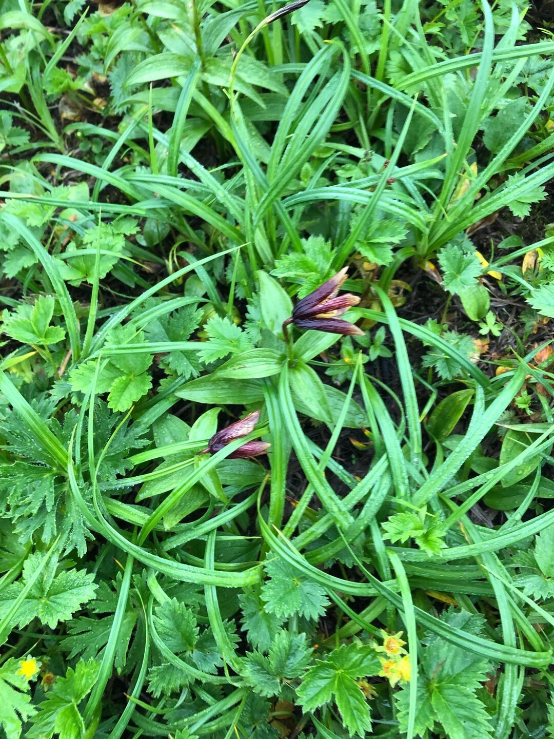 朝日岳・蚕玉岳・乗鞍岳（剣ヶ峰） / yokiyojiさんの乗鞍岳の活動データ | YAMAP / ヤマップ