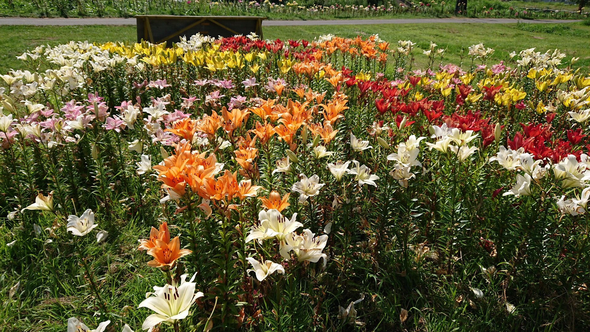 2020ハンターマウンテンゆりパーク🐿... / rokubeiさんのモーメント | YAMAP / ヤマップ