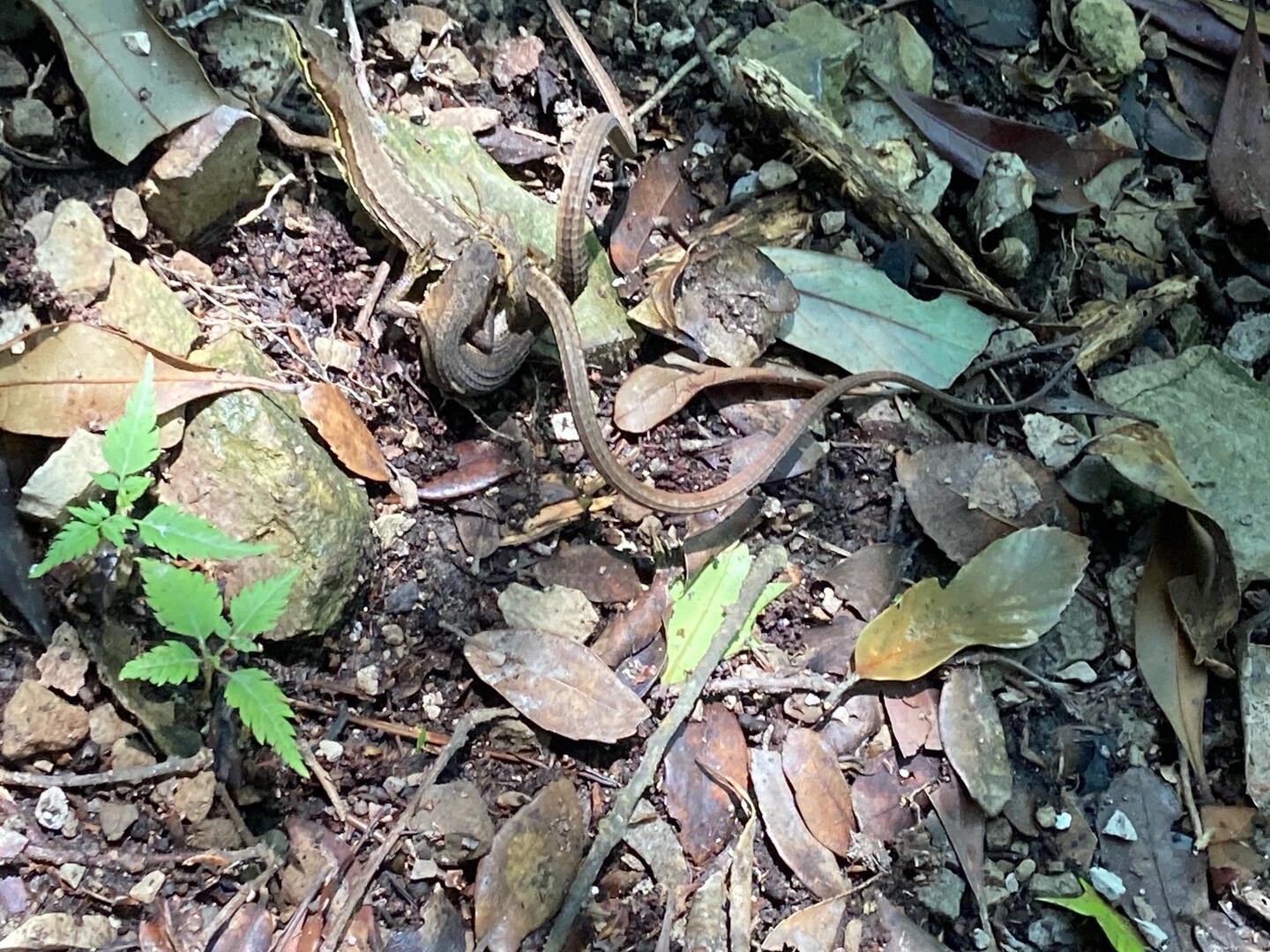 天円山（天ヶ津峰） / lazyさんの大麻山・天円山の活動データ | YAMAP / ヤマップ