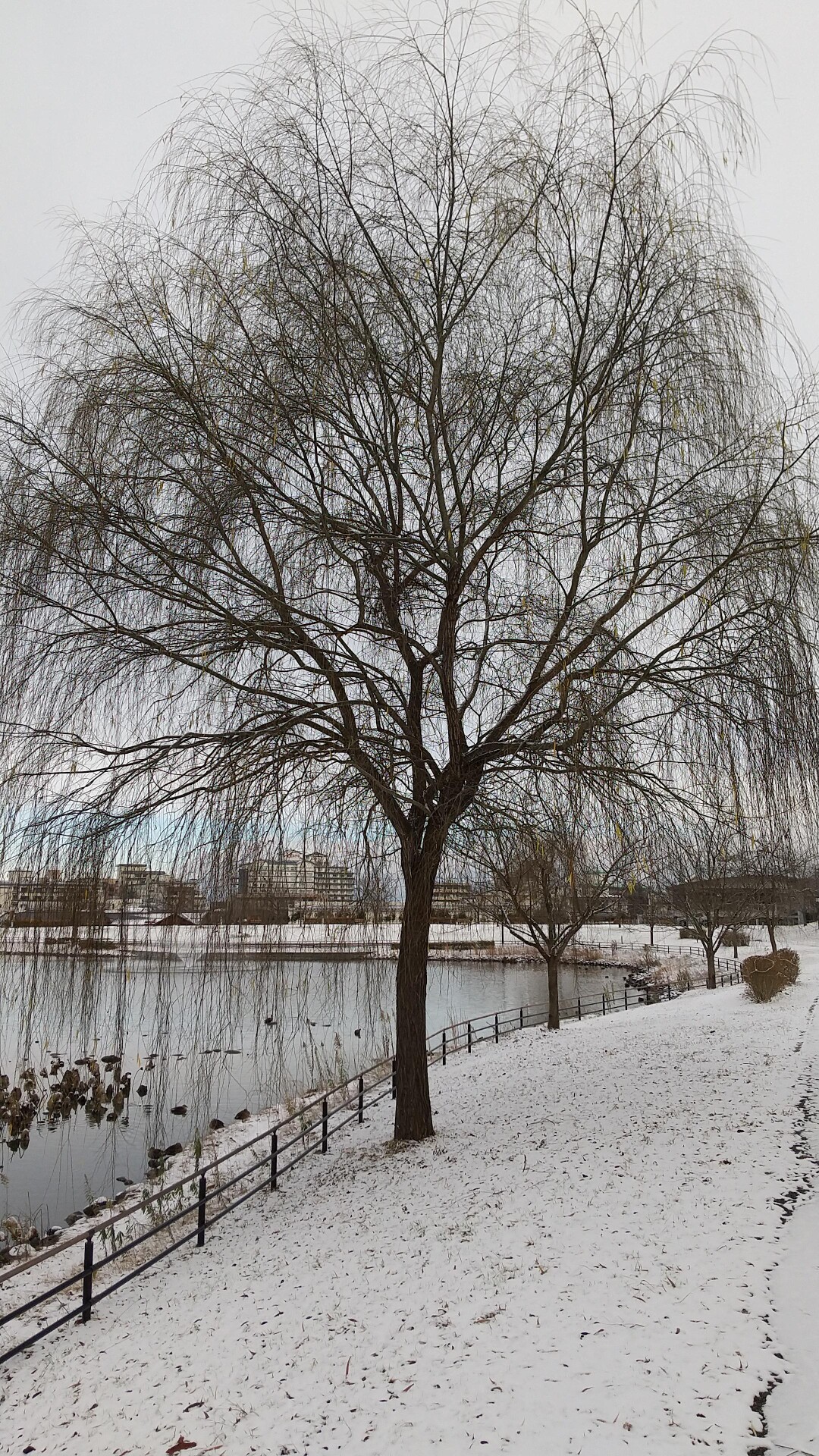 山形百（13） 舞鶴山 29回目登山 / 10K walkerさんの舞鶴山の活動データ | YAMAP / ヤマップ