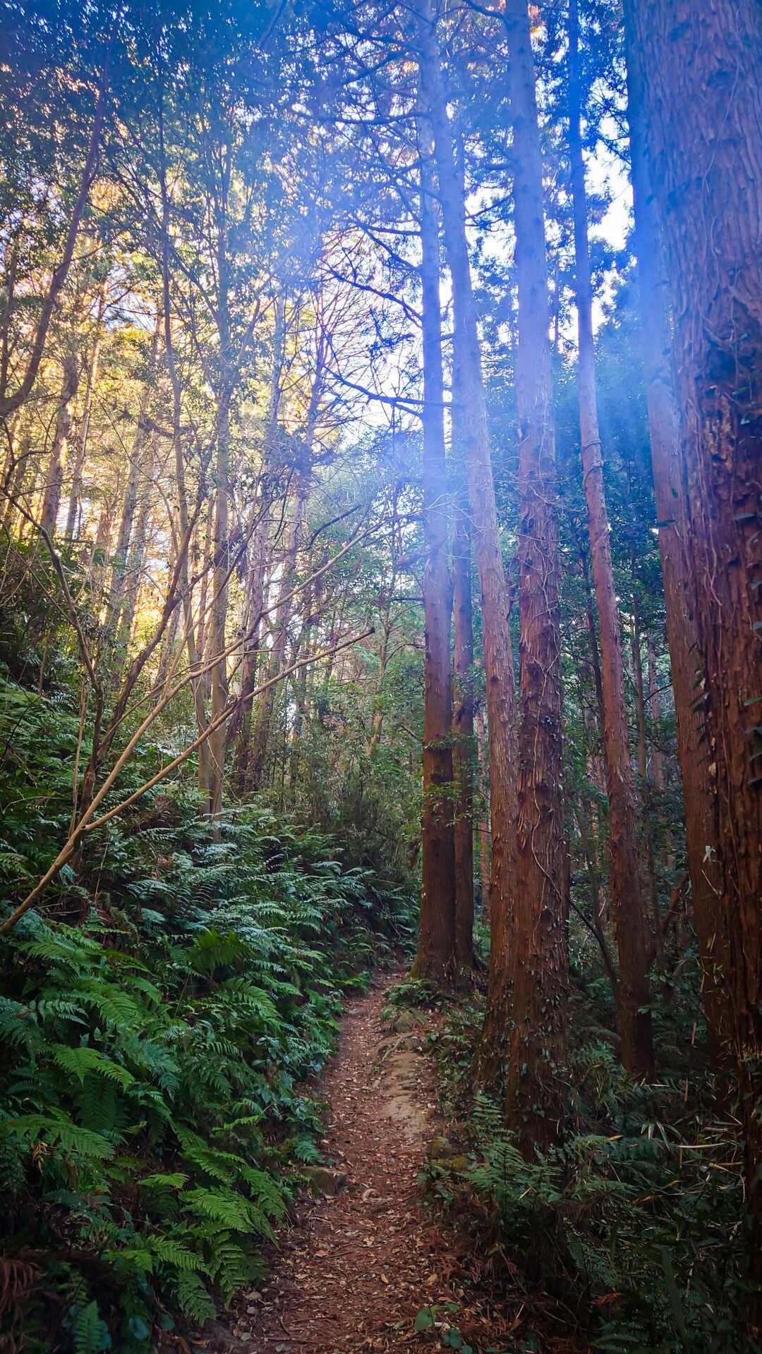 尖浅間山・宝篋山 / su-taku⛰さんの宝篋山・富岡山の活動日記 | YAMAP / ヤマップ