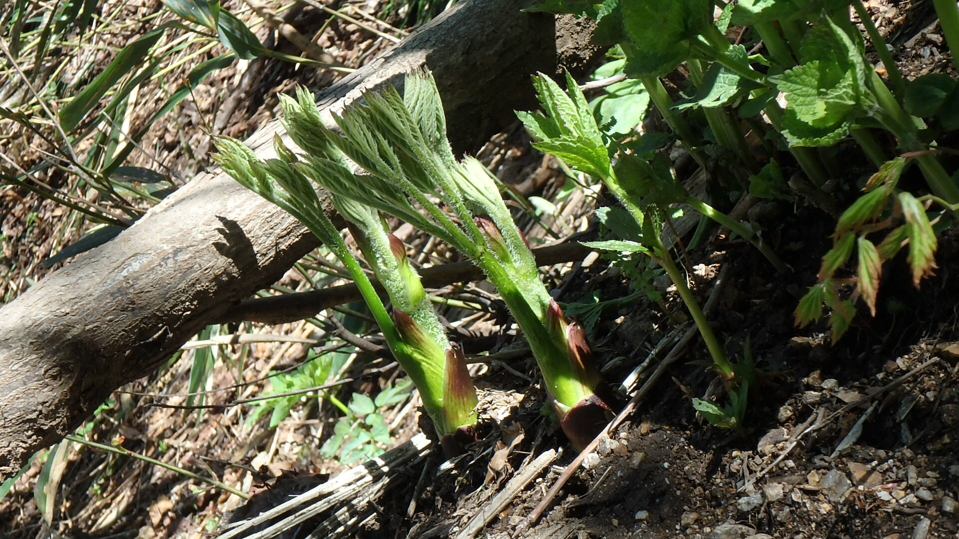 TDMのページ | YAMAP / ヤマップ