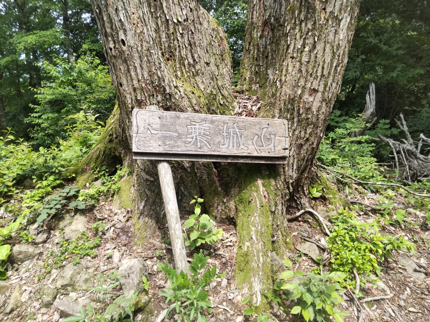 一乗城山 / yauraさんの一乗城山の活動データ | YAMAP / ヤマップ