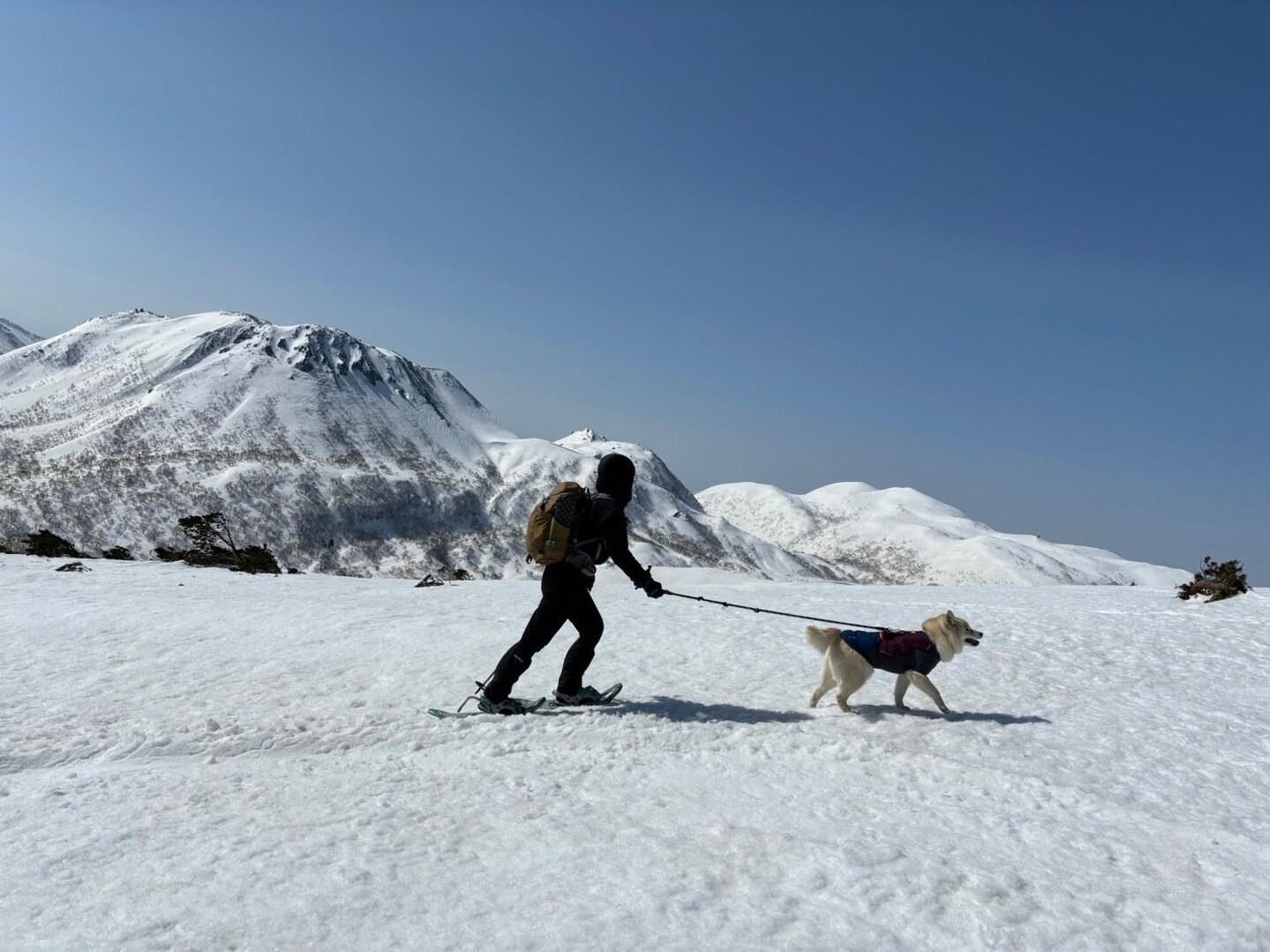 ワイスホルン / midoriさんのニセコアンヌプリ・イワオヌプリ・チセヌプリの活動日記 | YAMAP / ヤマップ