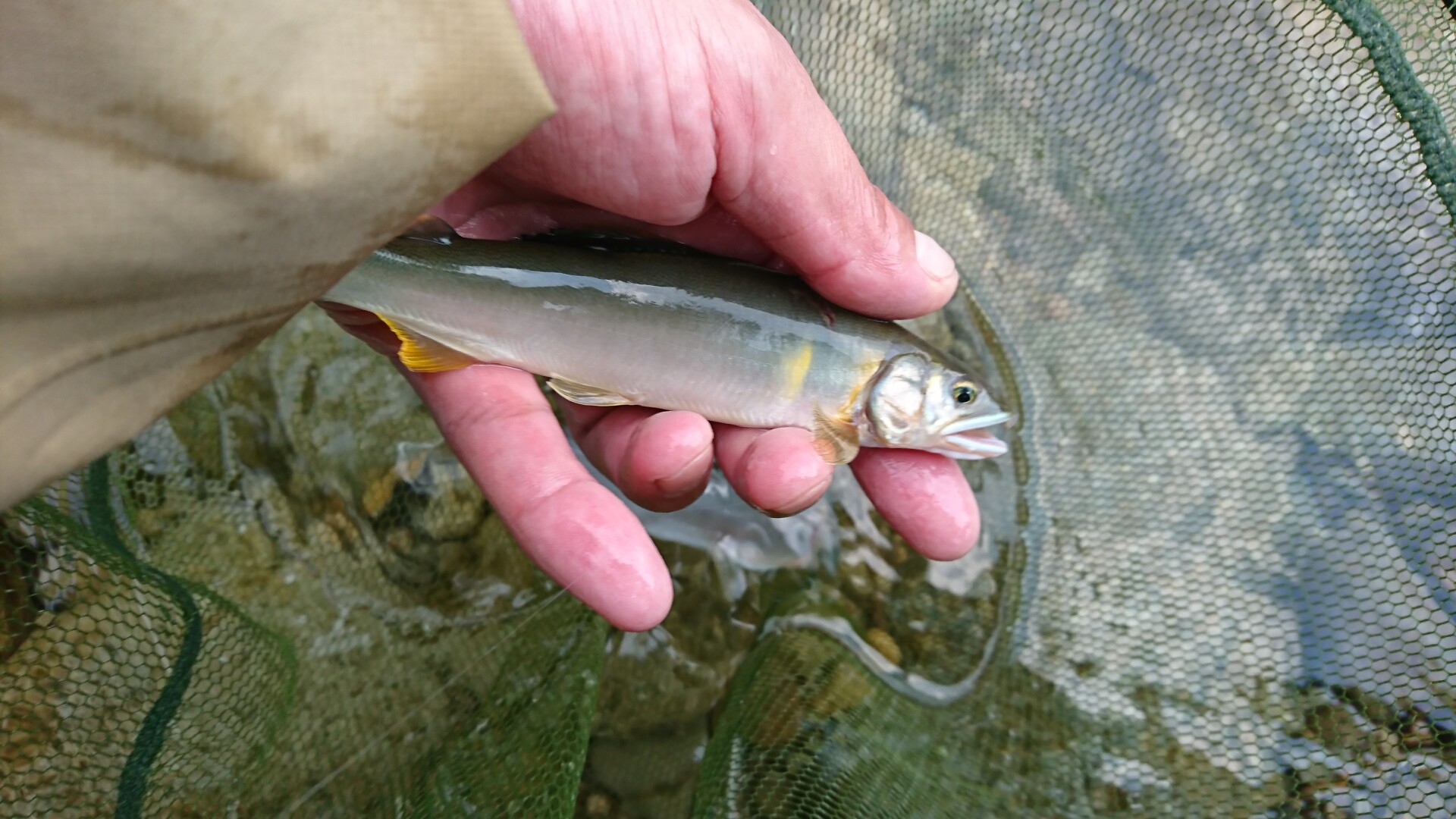 令和3年 岐阜 和良川 特別解禁。 鮎... / Homanさんのモーメント | YAMAP / ヤマップ
