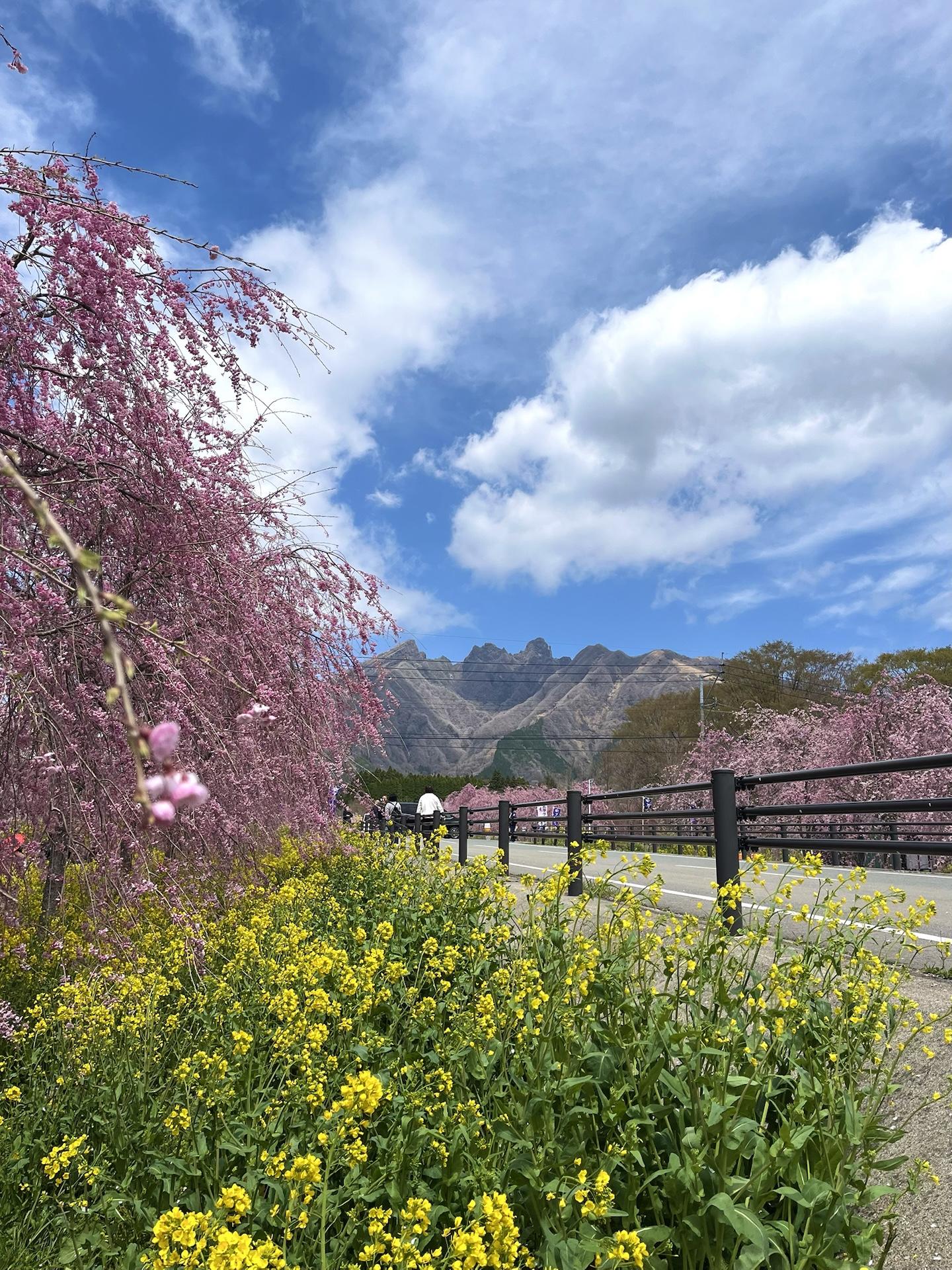《思い出アーカイブ》 2025.04 桜... / sa-chanさんのモーメント | YAMAP / ヤマップ