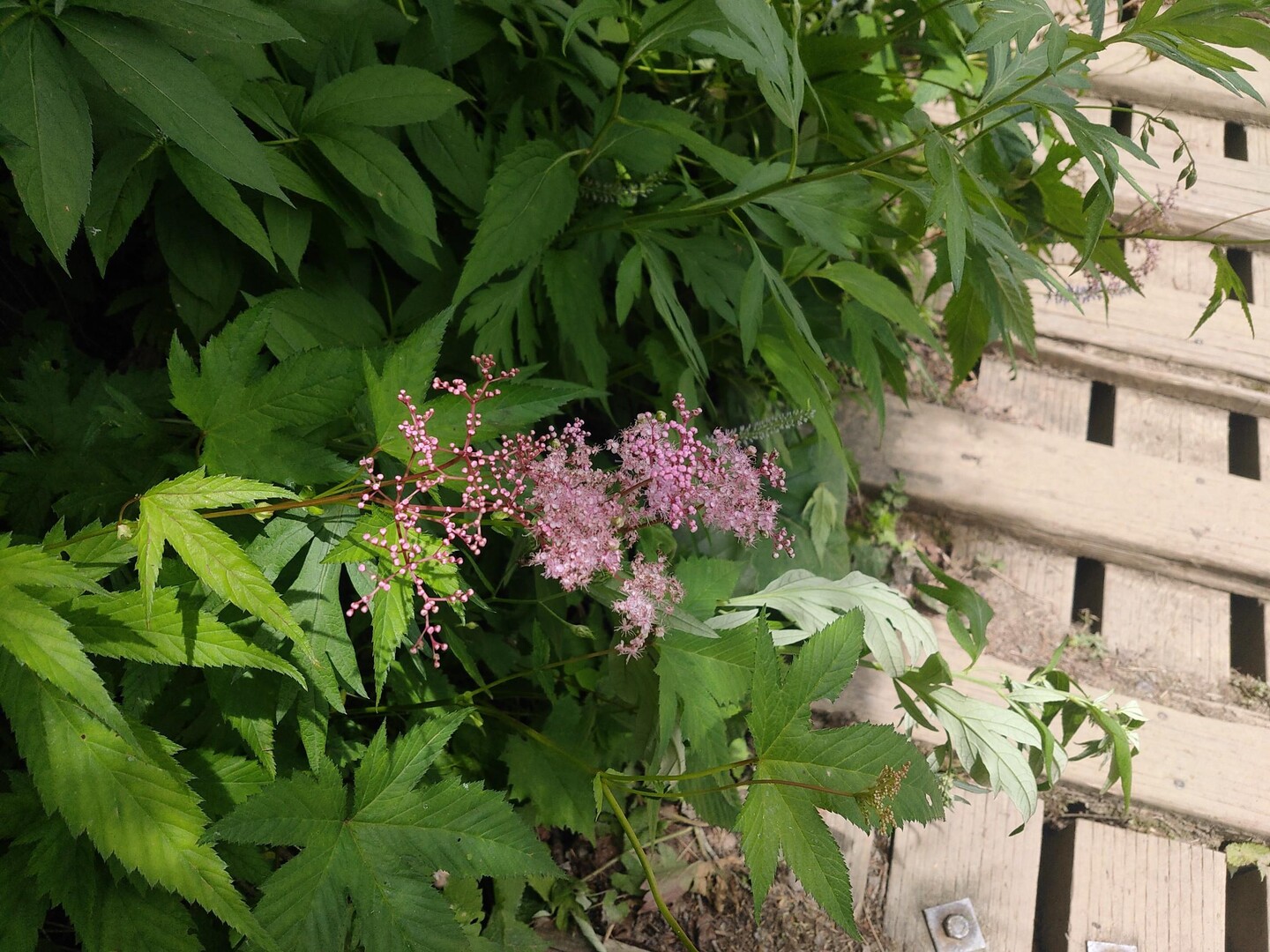 ayumiさんの投稿したフィールドメモ | YAMAP / ヤマップ