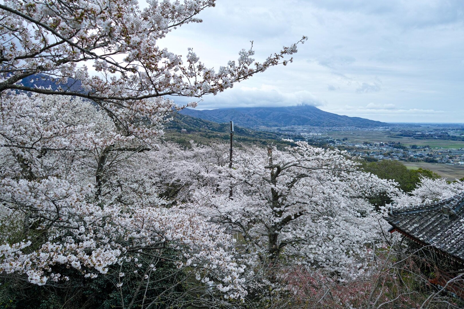 さくら横ちょう 桜がどこもここも満開で... / Windyさんのモーメント | YAMAP / ヤマップ