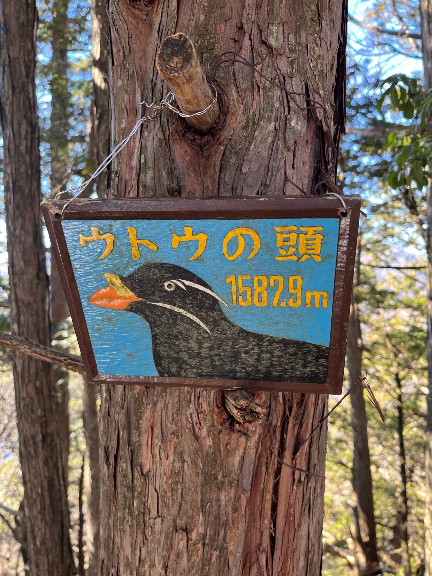 ウトウの頭ピストン / yassanさんの雲取山・鷹ノ巣山・七ツ石山の活動日記 | YAMAP / ヤマップ