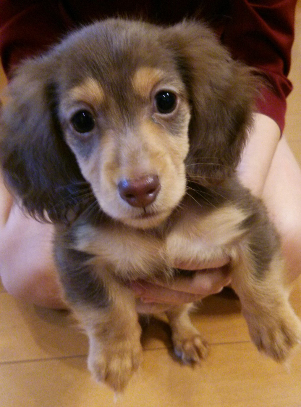 わたし、もんちむ🙊 生後2ヶ月半のとき... / Pakkun🚶 & もんちむ🐒さんのモーメント | YAMAP / ヤマップ