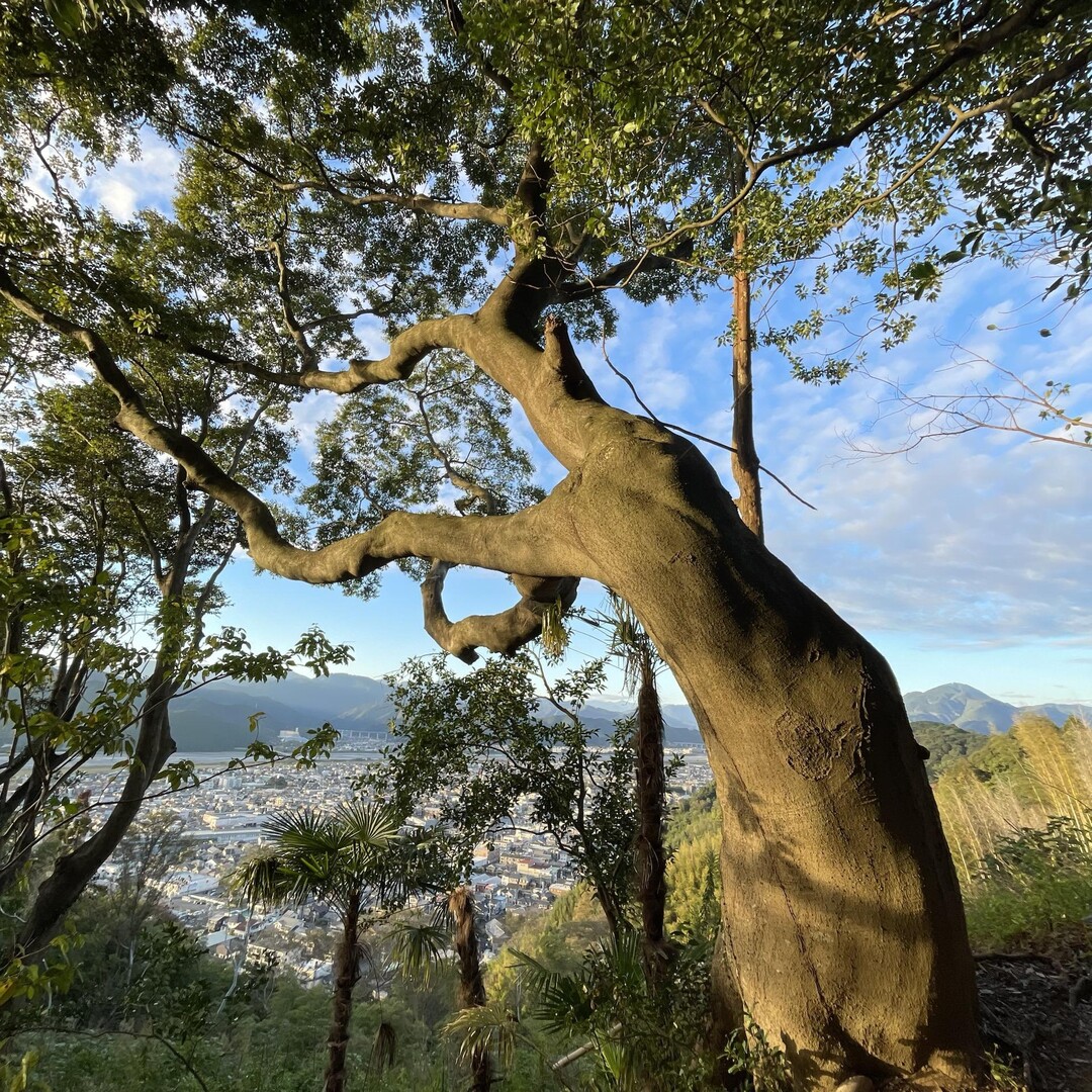 ひさしぶりの賤機山 一本松まで🍁 / tmkさんの賤機山の活動データ | YAMAP / ヤマップ