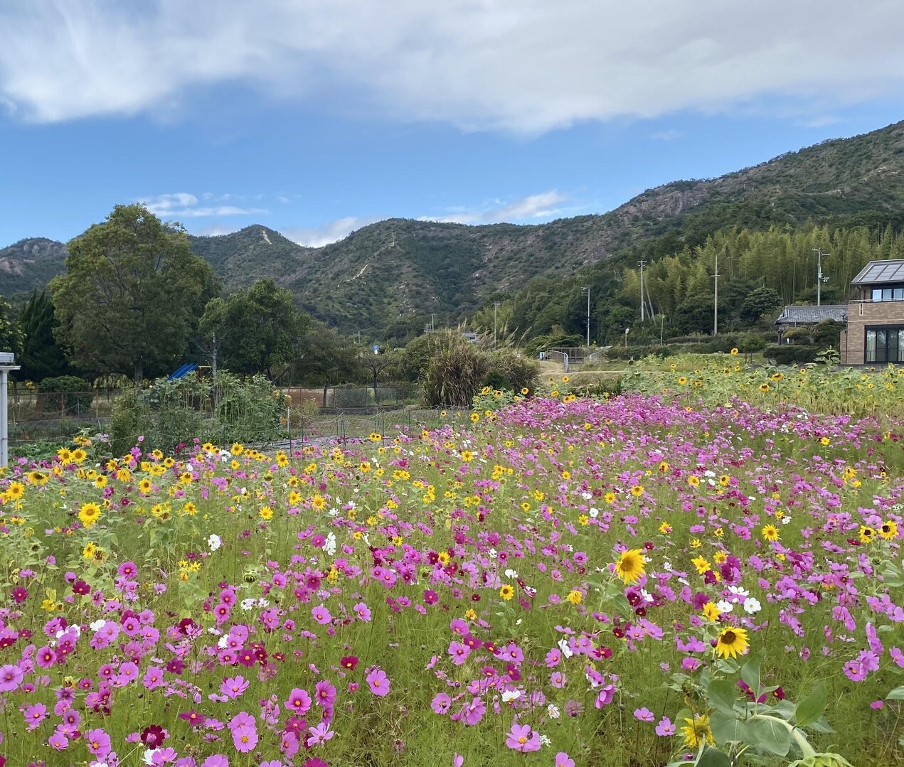 ハツミクラの山友さんと🎵 / クー0504さんの高御位山・播磨アルプスの活動データ | YAMAP / ヤマップ