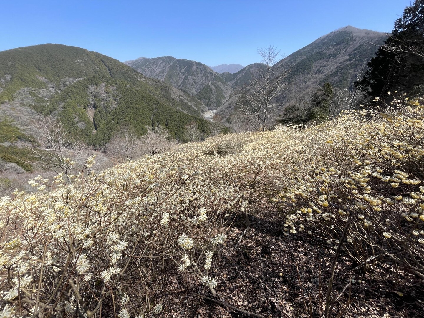 ミツマタ大群生地 西丹沢エルドラド / 槍ヶ岳を夢みて★JUNYAさんの塔ノ岳・丹沢山・蛭ヶ岳の活動データ | YAMAP / ヤマップ