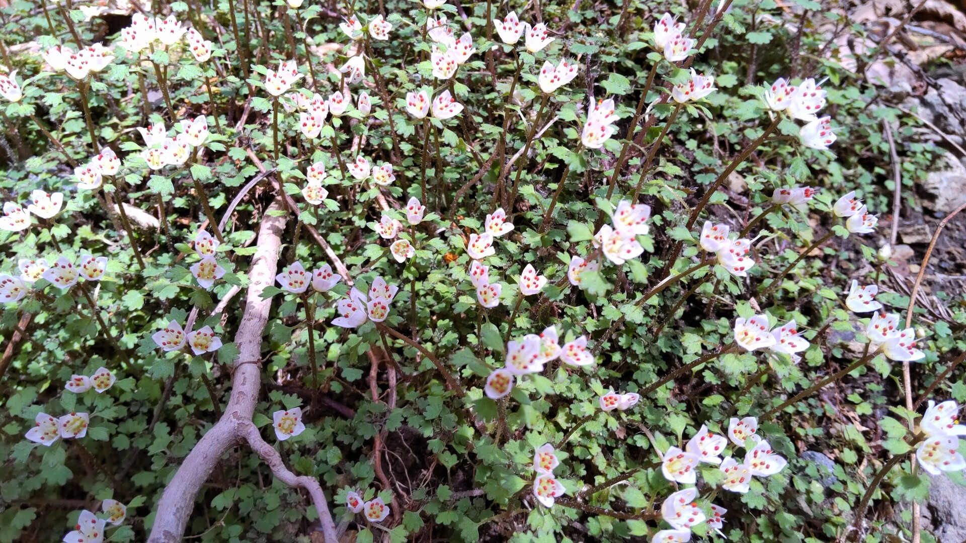 鳴神山と岩宿のカタクリ / 🍀makokazu🍀さんの鳴神山・吾妻山の活動データ | YAMAP / ヤマップ