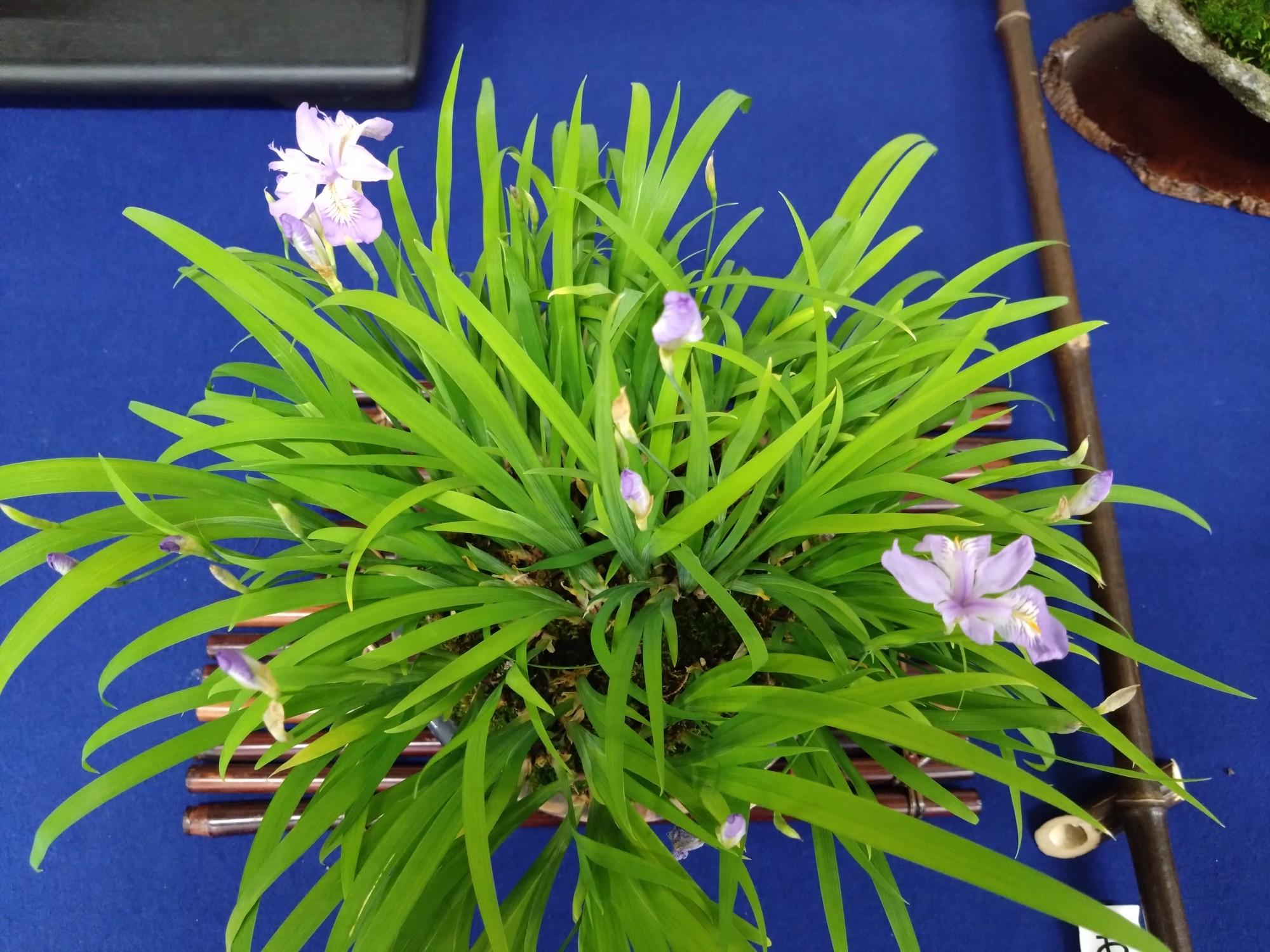 今日、広島県緑化センター（無料） htt... / クンクン007さんのモーメント | YAMAP / ヤマップ