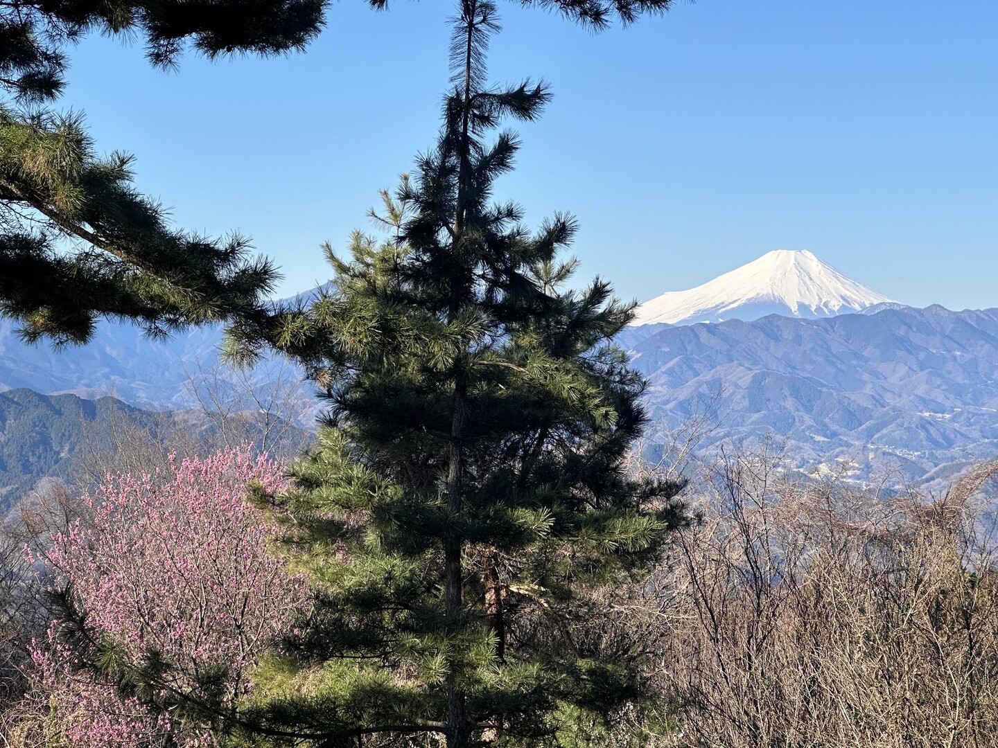 今月の高尾山納め~またまたハナネコノメ三昧 / sakuramtさんの高尾山・陣馬山・景信山の活動日記 | YAMAP / ヤマップ