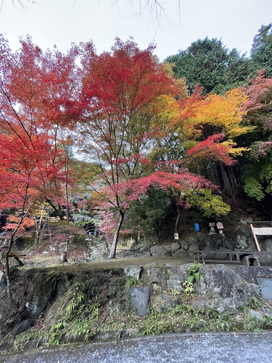 葛葉の泉→三ノ塔→ヨモギ尾根→大山 / Iso山さんの塔ノ岳・丹沢山・蛭ヶ岳の活動データ | YAMAP / ヤマップ