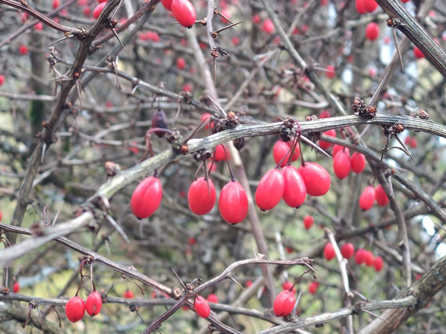 古峰原 / moneさんの横根山・方塞山・井戸湿原の活動データ | YAMAP / ヤマップ